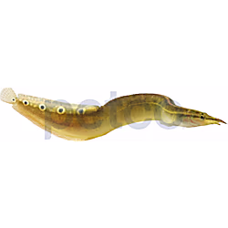 peacock spiny eel size