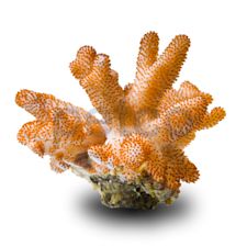 Buy Fish Online: Betta, Saltwater & Aquarium Fish | Petco