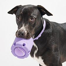 Wild One Dog Products: Collars, Leashes, Toys & More | Petco