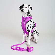 Wild One Dog Products: Collars, Leashes, Toys & More | Petco
