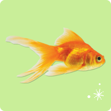 Holiday & Christmas Shop: Find Pet Christmas Gifts & More | Petco