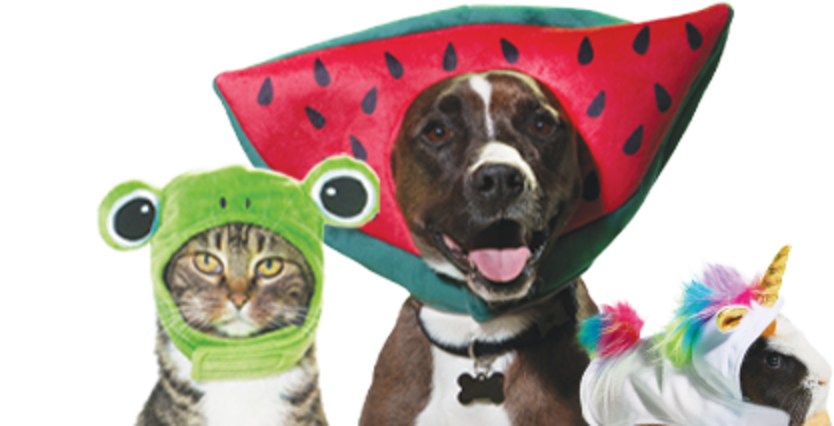 Pet Supplies, Pet Food, and Pet Products | Petco