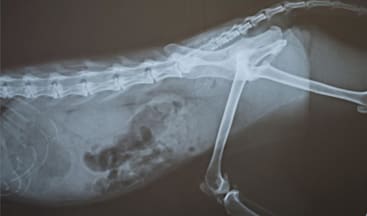 Dog Intestinal Blockage: Symptoms, Causes, Treatment | Petco