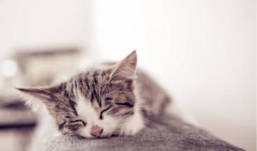 Kitten Hypoglycemia: Symptoms, Causes, & Care for Low Blood Sugar | Petco