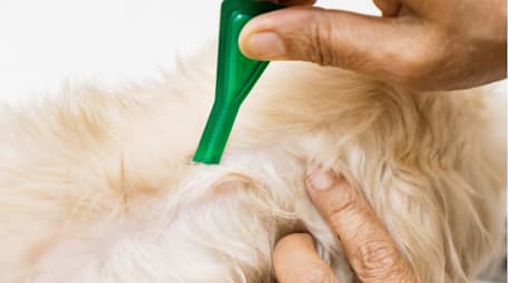 Pyriproxyfen: Dog & Cat Flea Egg & Larvae Prevention Guide | Petco