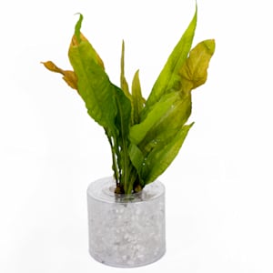 Java Fern Care: Beginner's Guide to a Thriving Aquarium Plant | Petco
