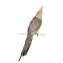 Cockatiel
