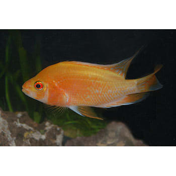 Red Devil Cichlid for Sale: Order Online | Petco
