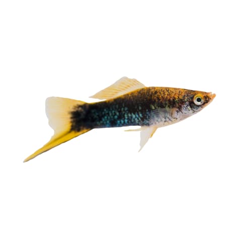 Assorted Swordtails for Sale: Order Online | Petco