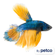 petco pets fish