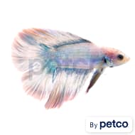petco fish
