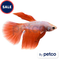 petco pets fish