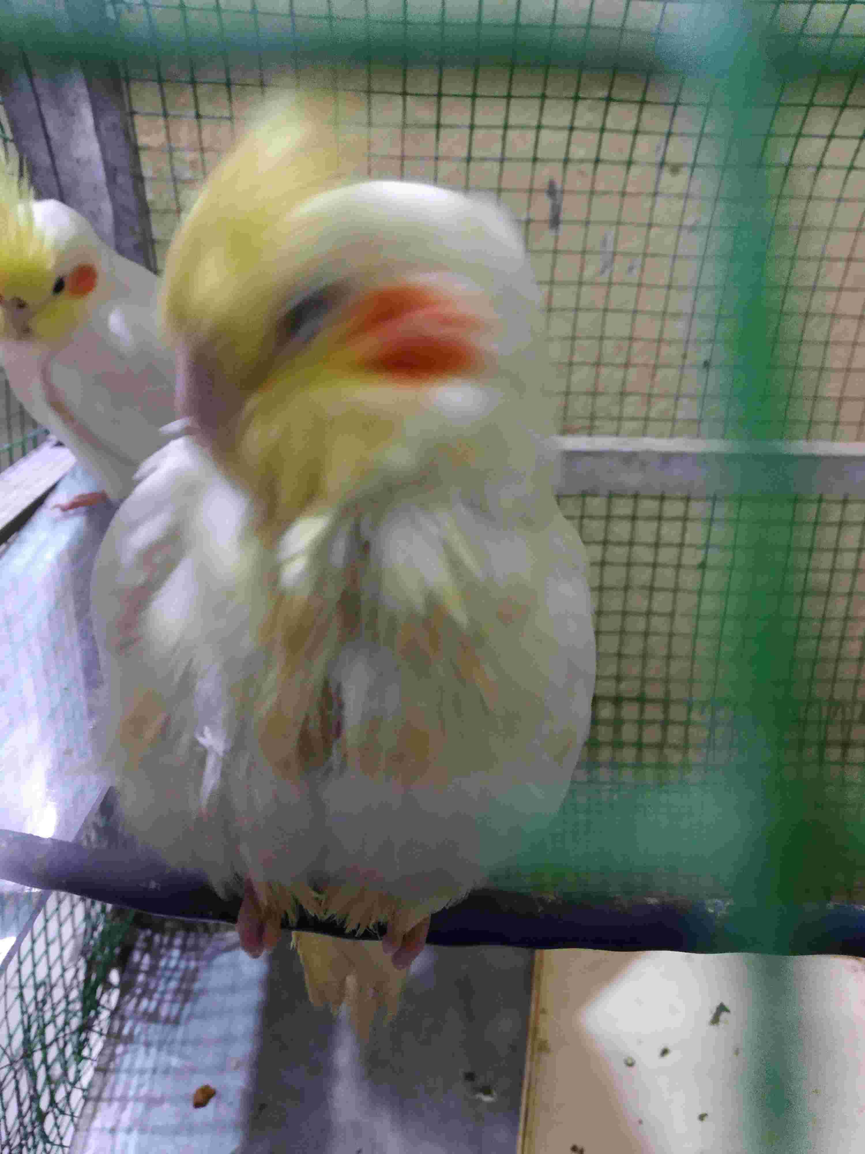 My Cockatiel Is Sick and Itching: Is It Mites or Egg-Bound? | Petco