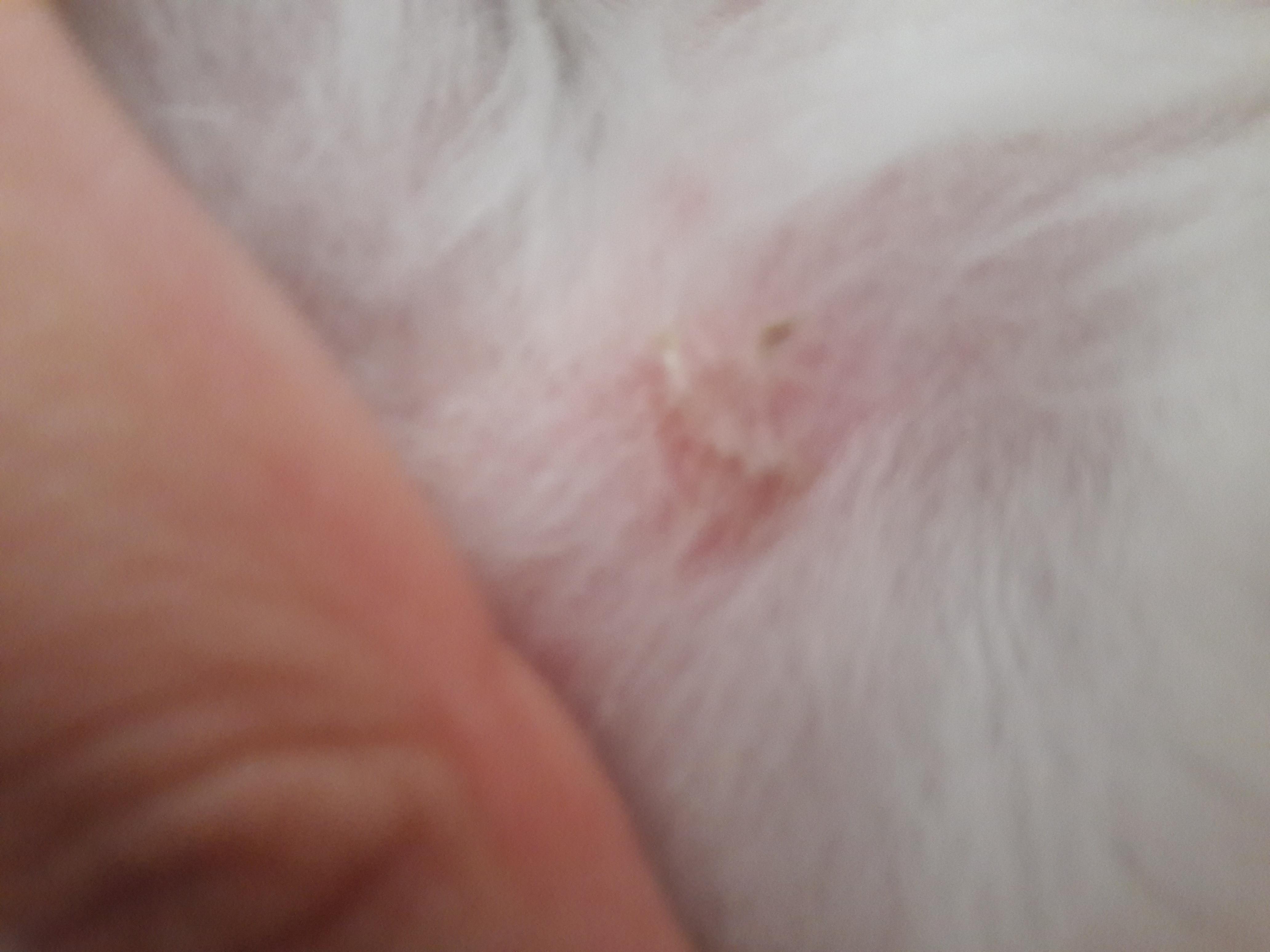 My Maltese has recurring red crusty skin spots. What can I do? | Petco
