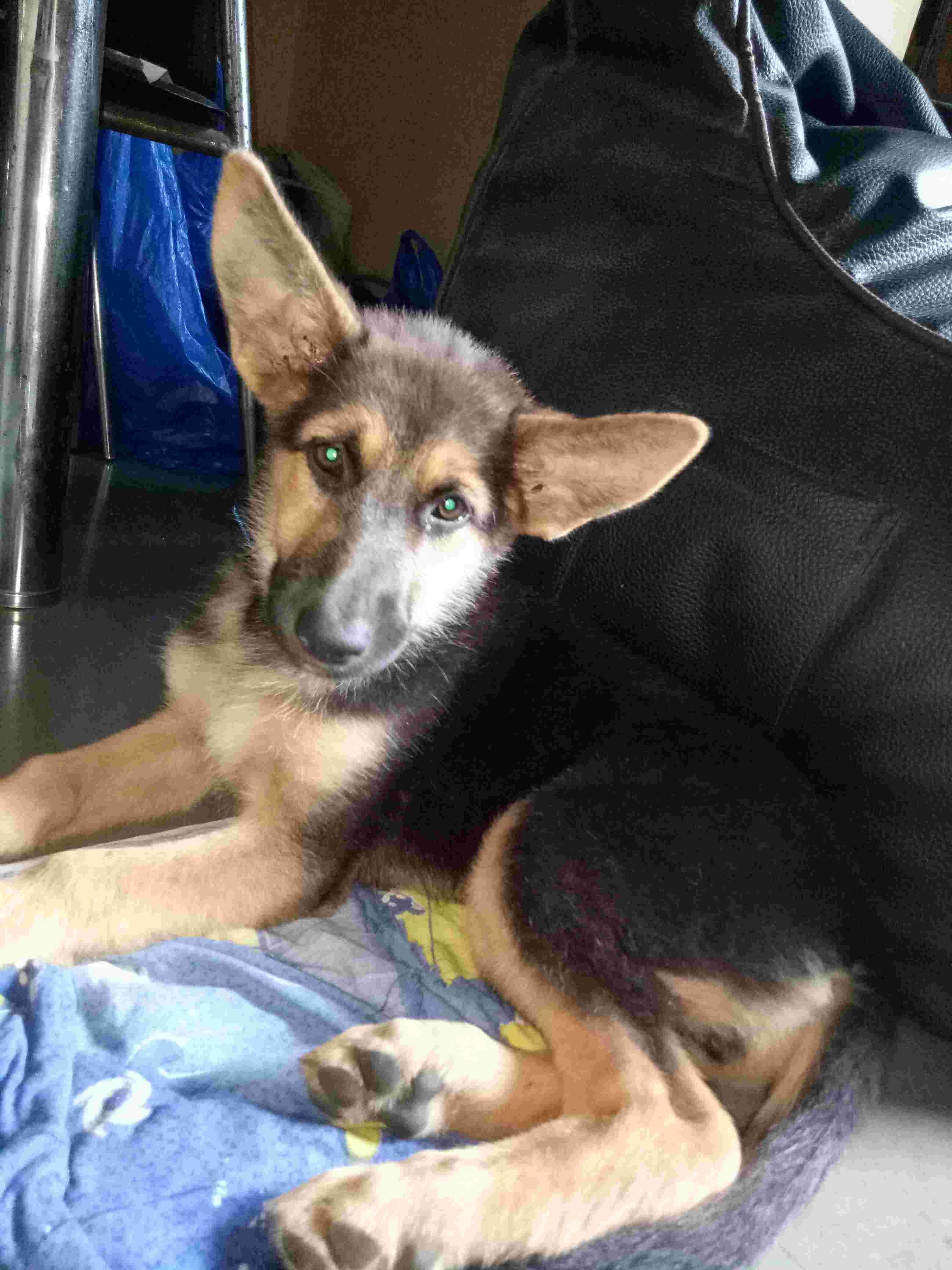 Puppy Tick Bite Bleeding: Protect Your Dog from Ticks & Fleas | Petco