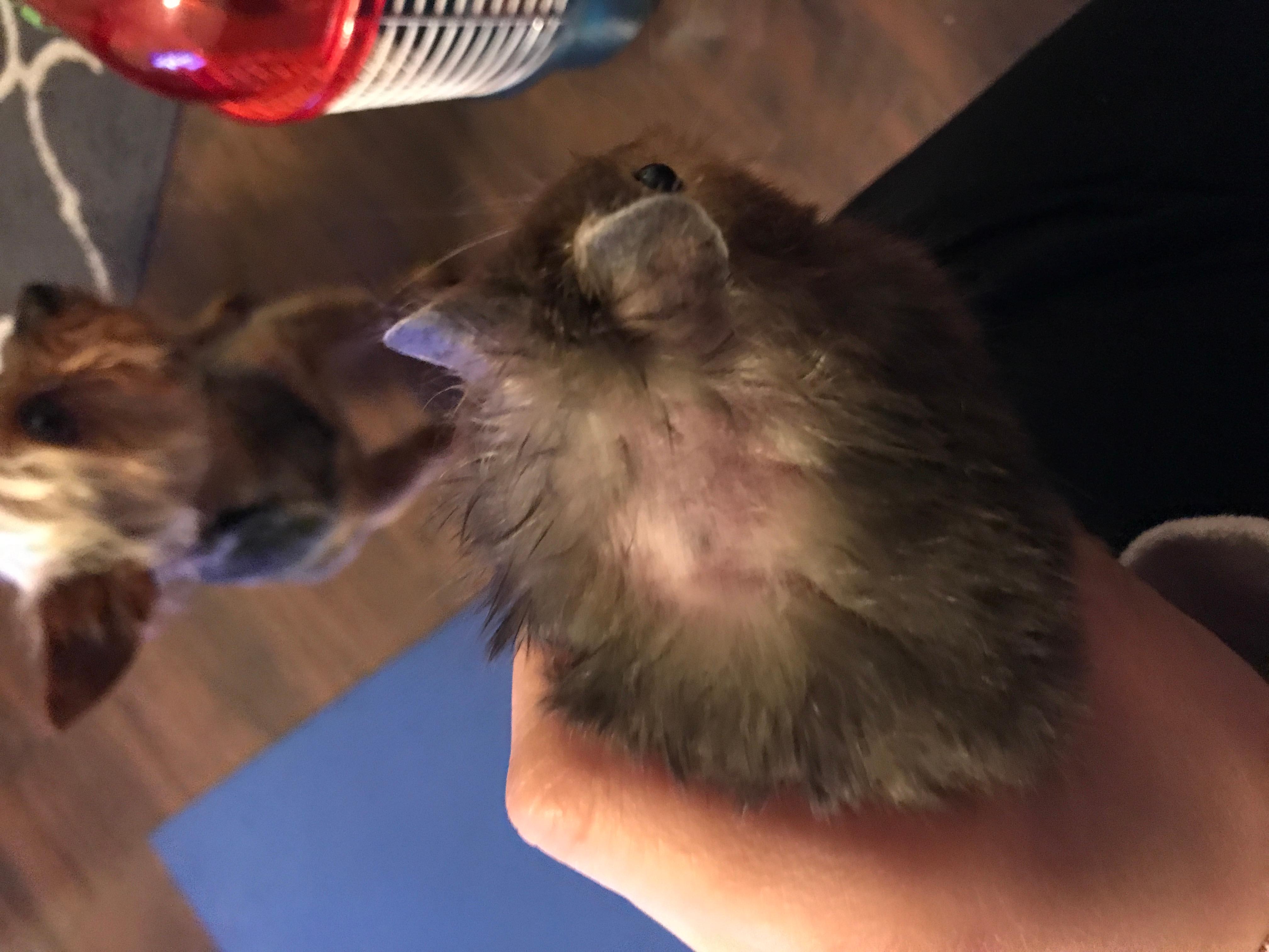 Hamster Not Eating, Shedding, Scabs: Can I Help Him at Home? | Petco