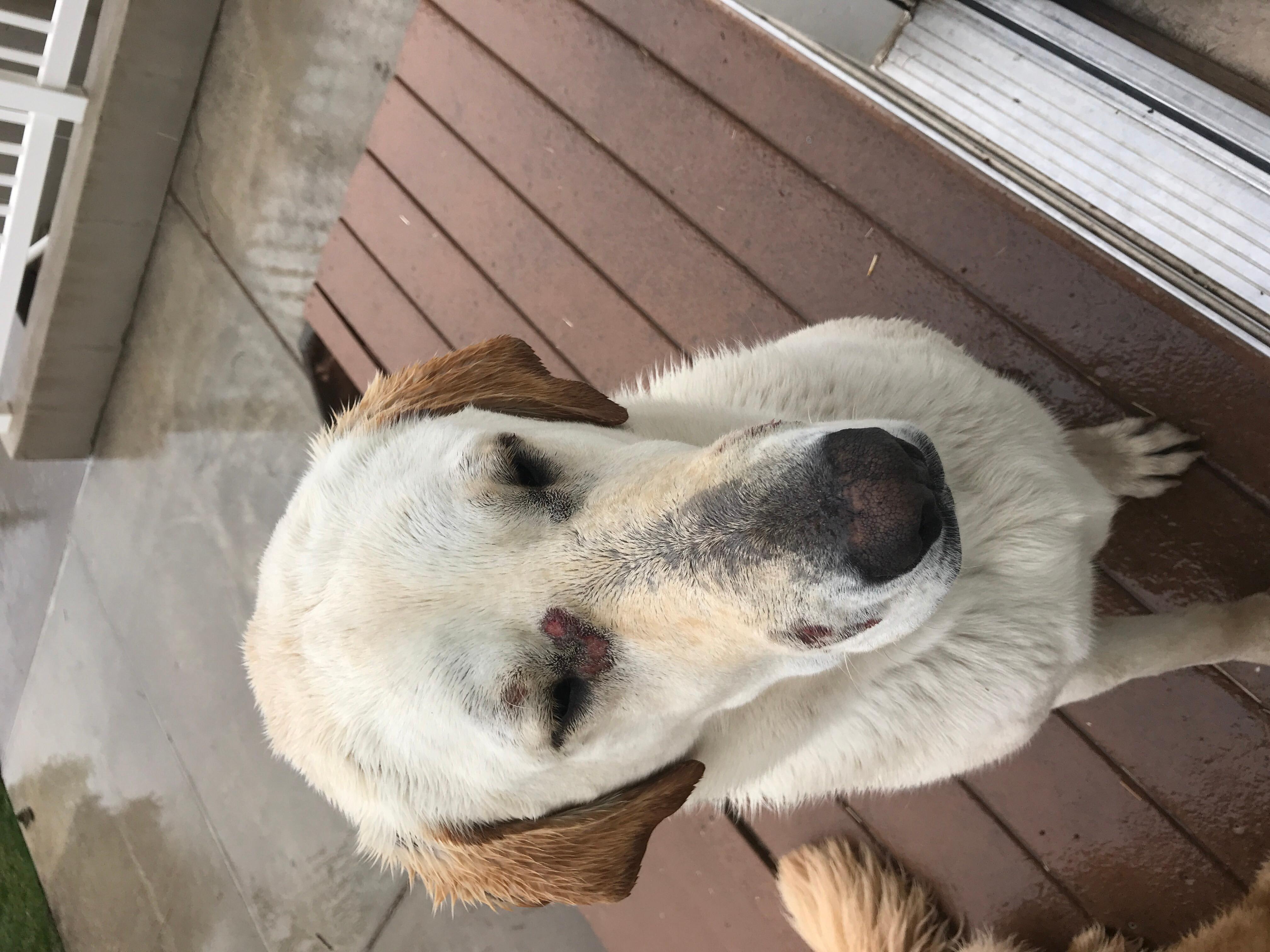 My Dog Has Red Bumps on His Face That Are Spreading. What Is It? | Petco