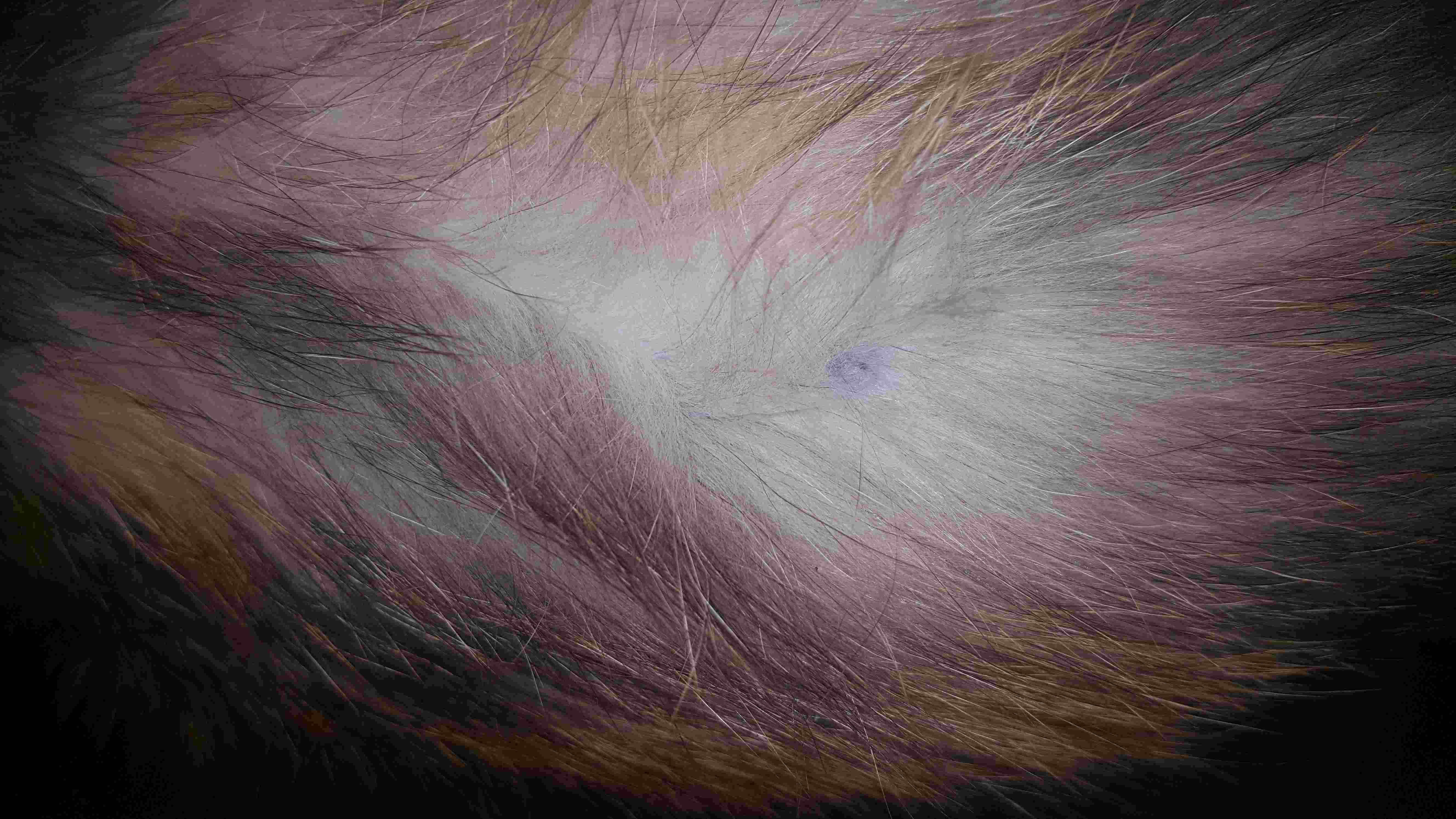 My Cat Has a Blue Spot on Her Skin: What Is It? Is It Serious? | Petco