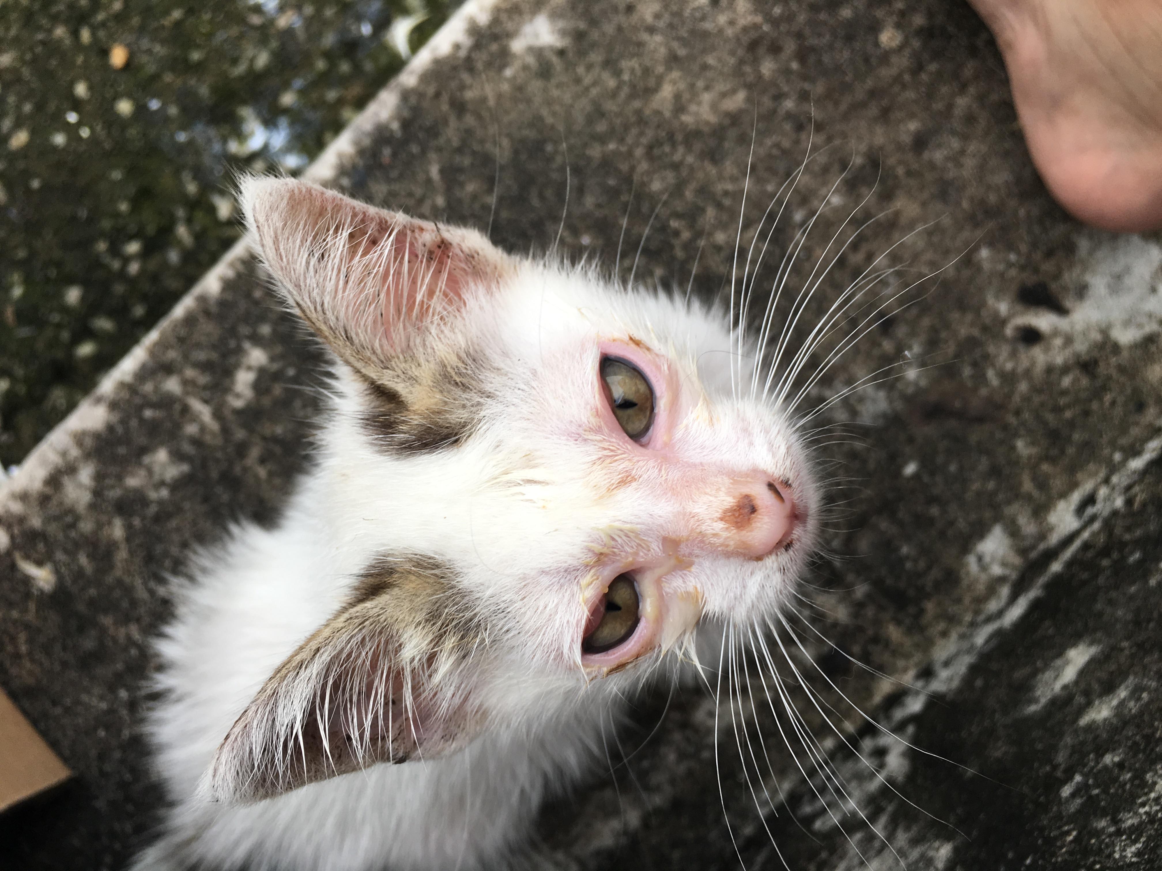Kitten's Red, Swollen Eyes? Could It Be Conjunctivitis? | Petco