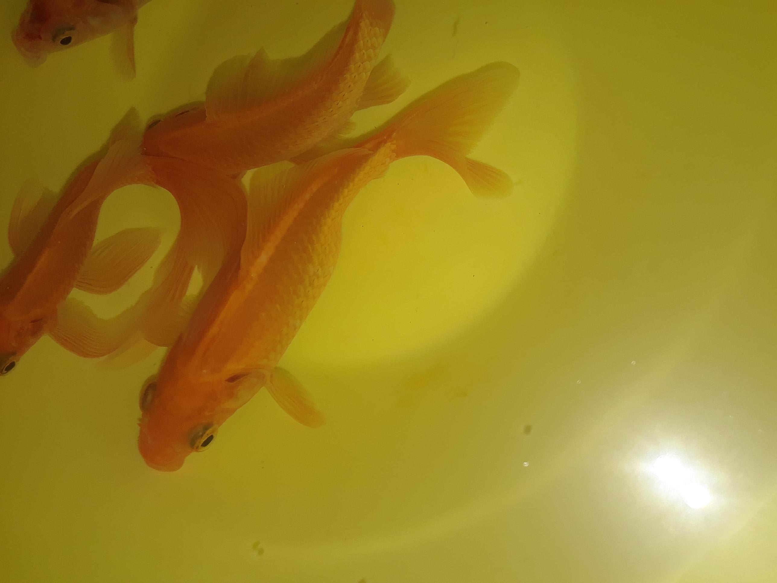 Goldfish Dying? Blood Spots, White Water, Filter Stopped? Find Answers ...