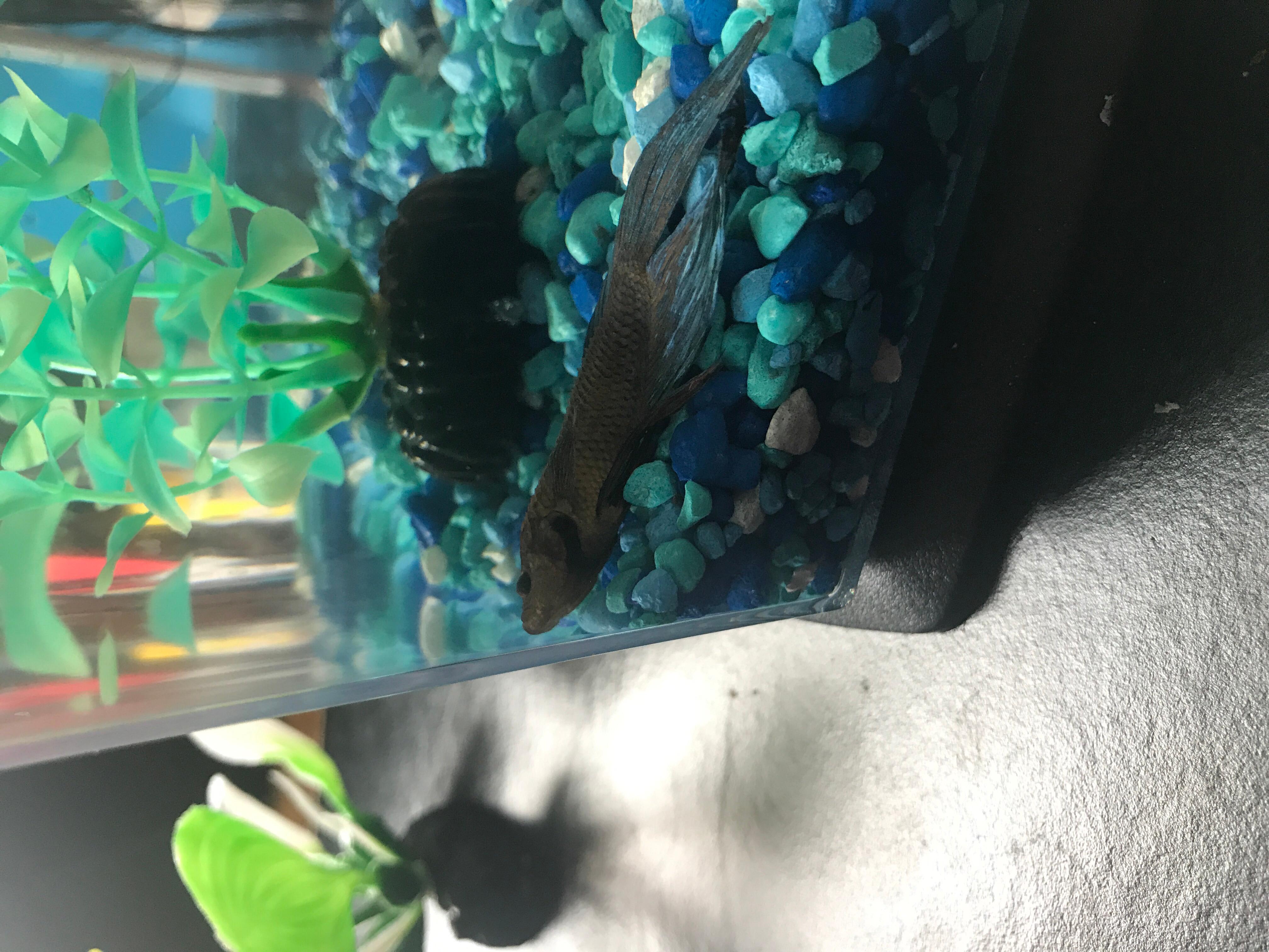 Why is my betta fish at the bottom, barely moving, breathing hard? | Petco