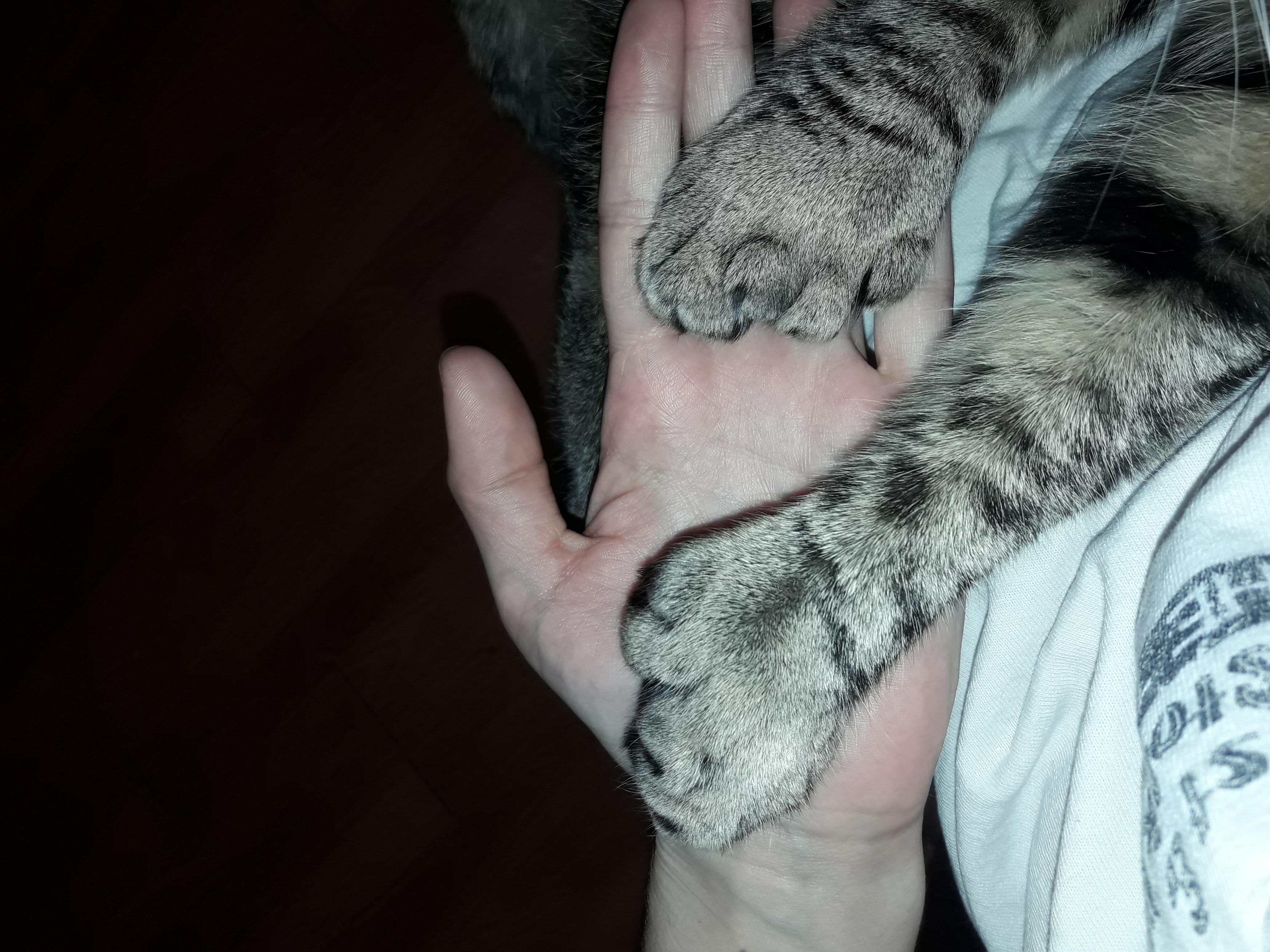Why does my cat have extra toes and strange-looking back paws? | Petco