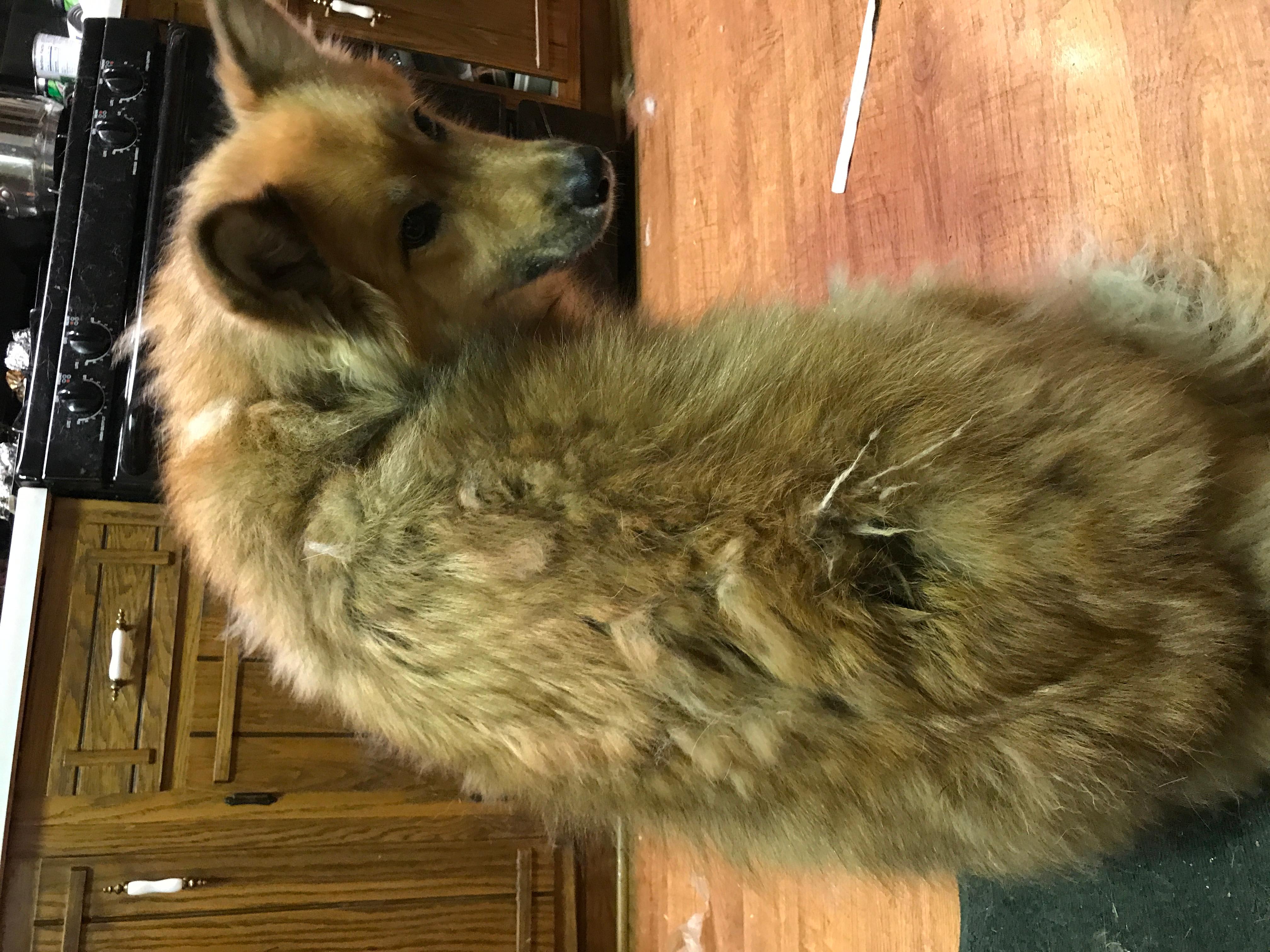Why Does My Dog Have a Wet, Matted, Painful Hotspot on His Back? | Petco