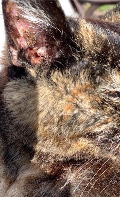Why Does Your Outdoor Cat Have a Scabby, Smelly Ear & Hair Loss? | Petco