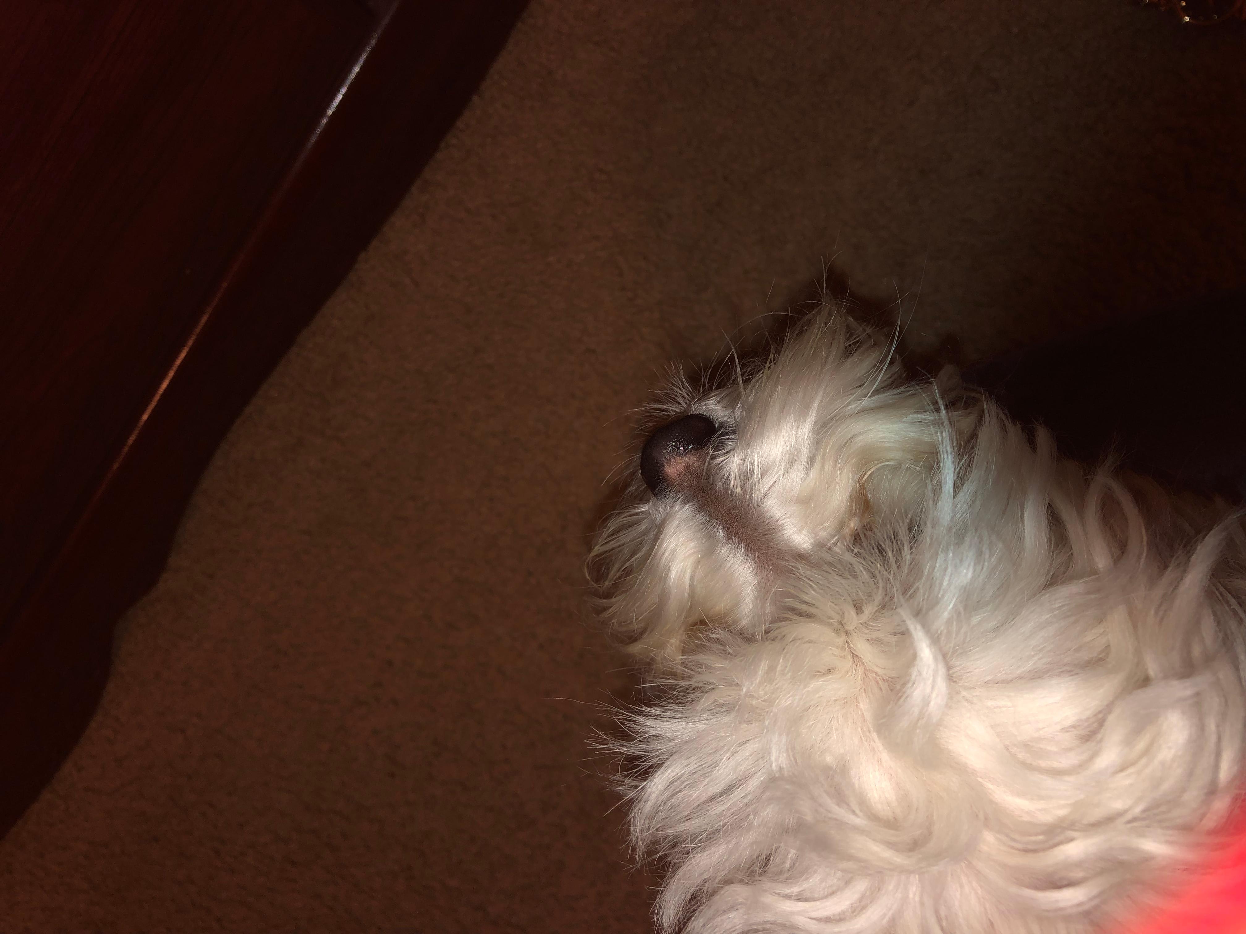 My dog's nose is scraped. Will it heal black or pink? | Petco