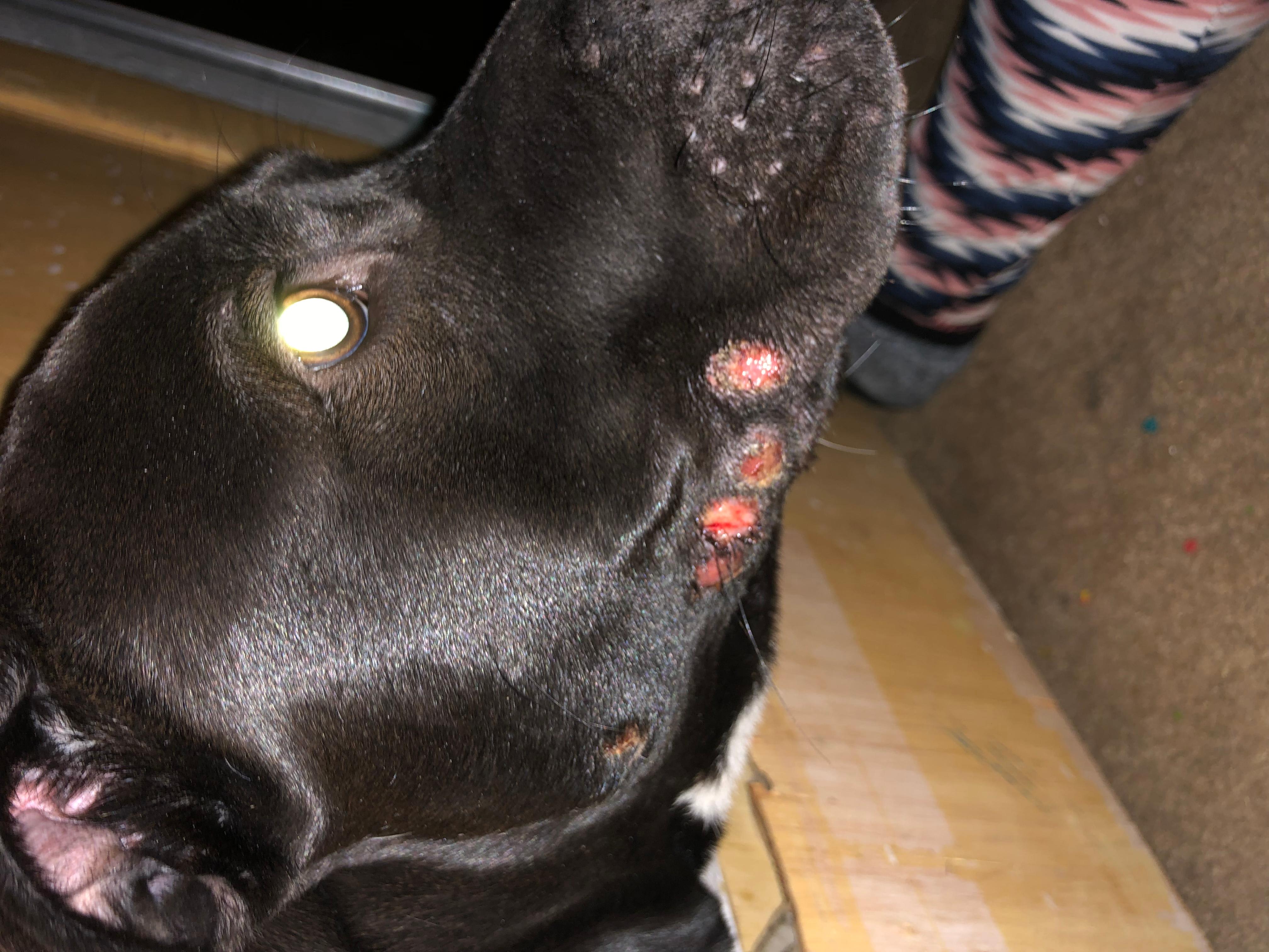 Why does my dog have red bumps and pimples all over her skin? | Petco