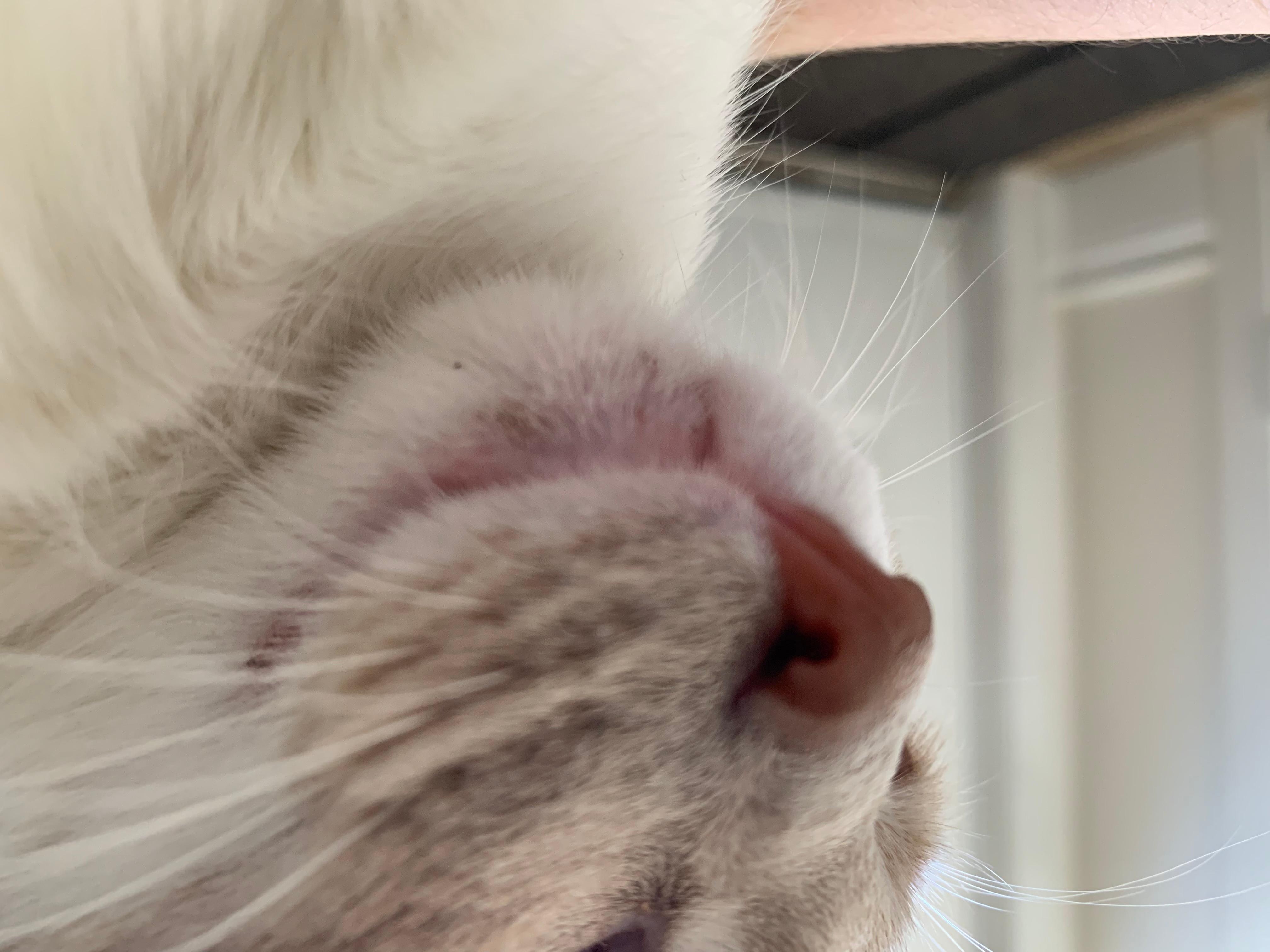 What causes black crusty stuff around your cat's mouth and lips? | Petco