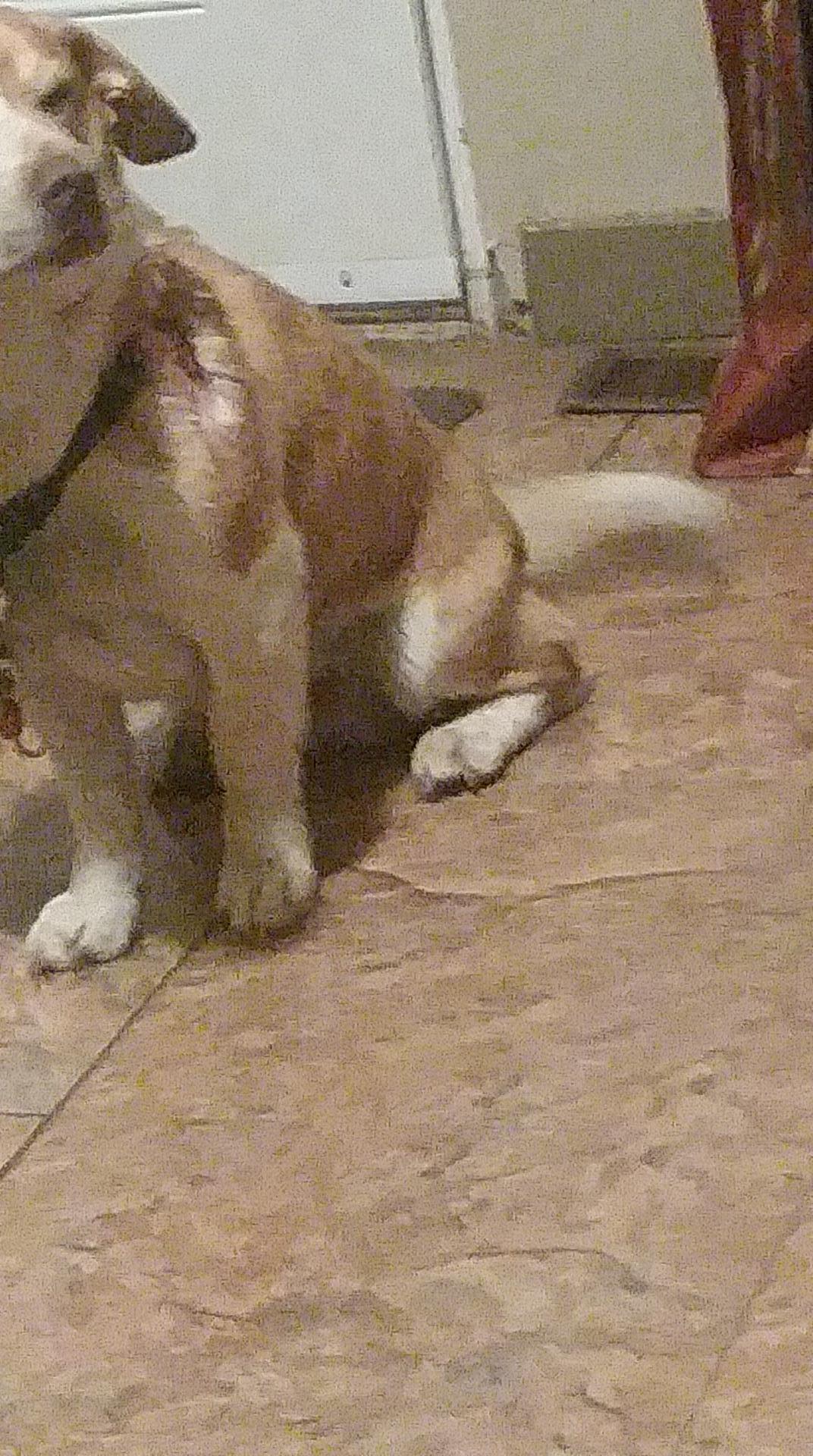 Why is my dog's back leg shaped differently or looks abnormal? | Petco