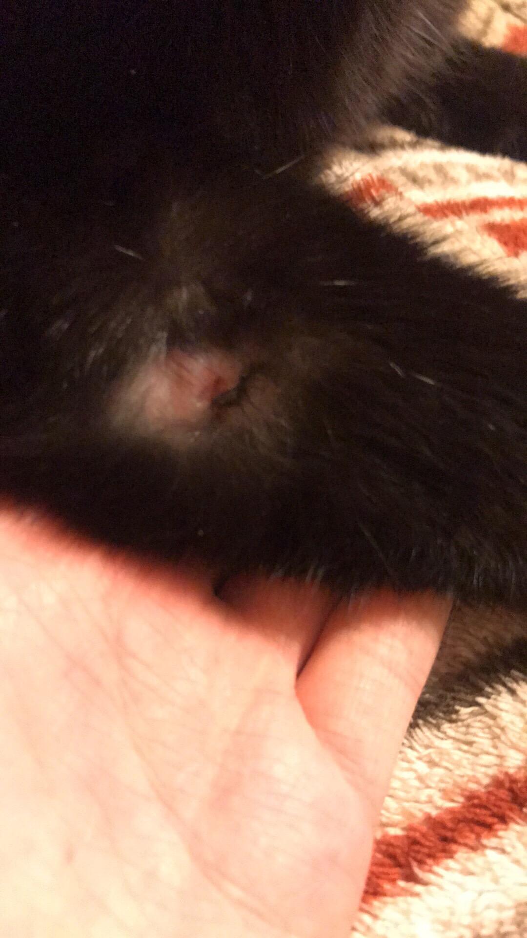 My Cat's Leg Wound: Green Pus, No Limp. Is It Infected? | Petco