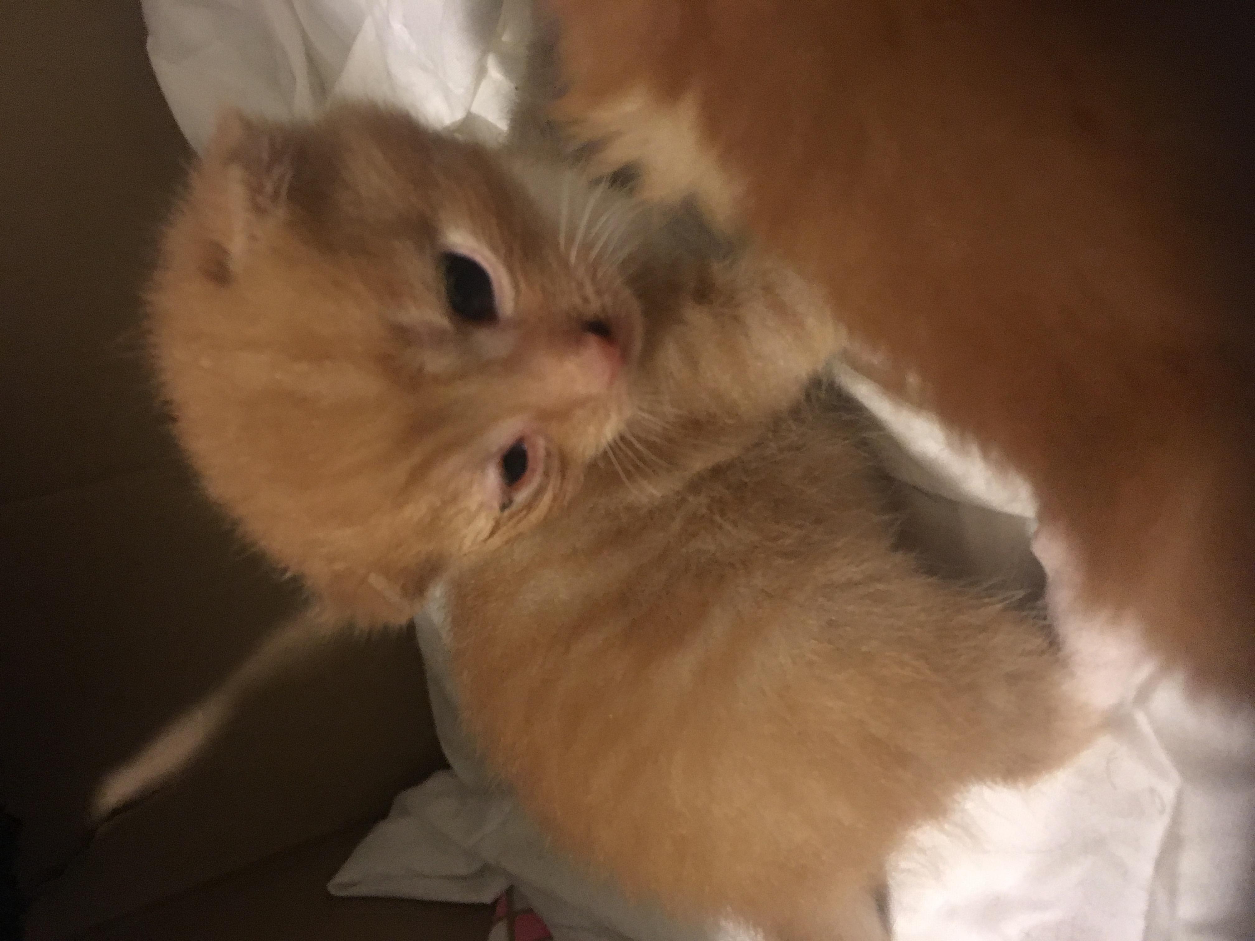 Why is my kitten's eye crusted shut and what can I do to help? | Petco