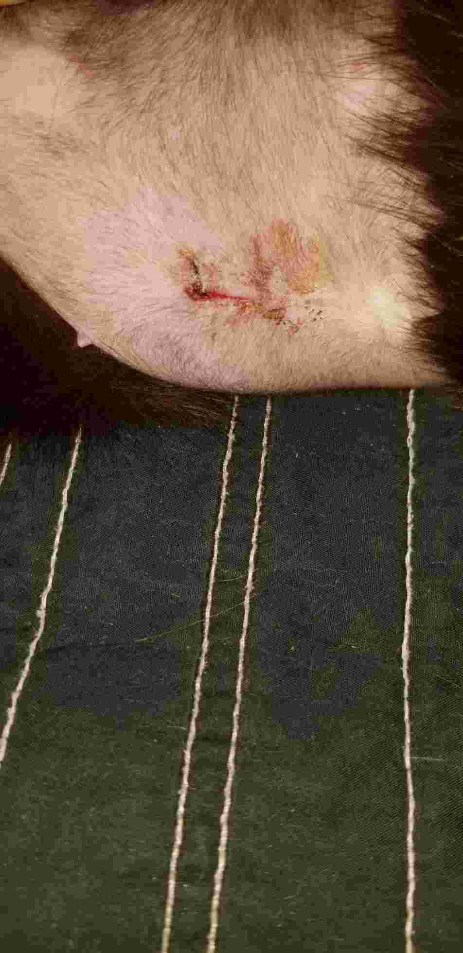 Cat Spay Incision Red & Licking: When to Call the Vet | Petco