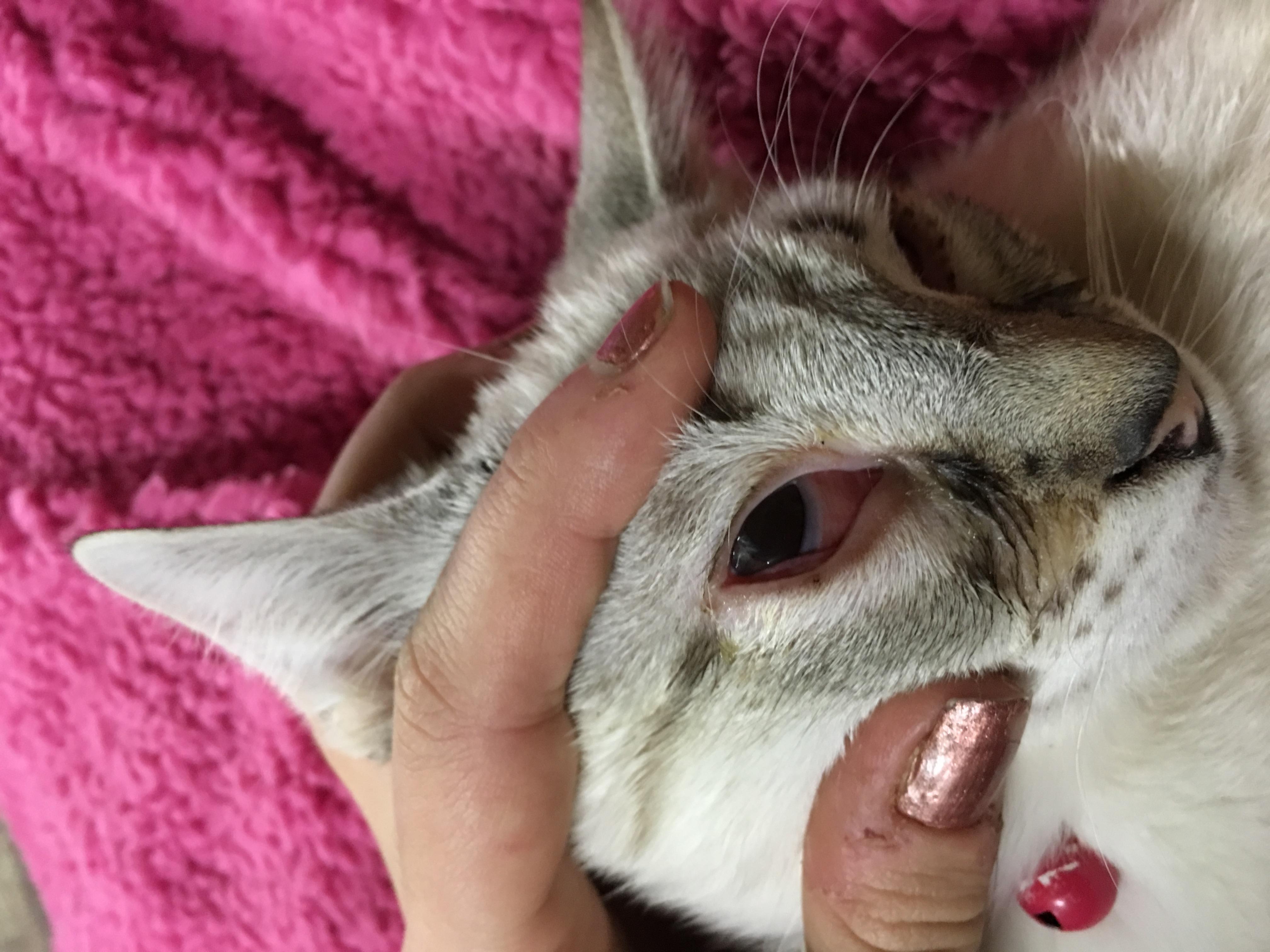 My Kitten Has Swollen, Red, Mucus Eyes: What to Do at Home? | Petco