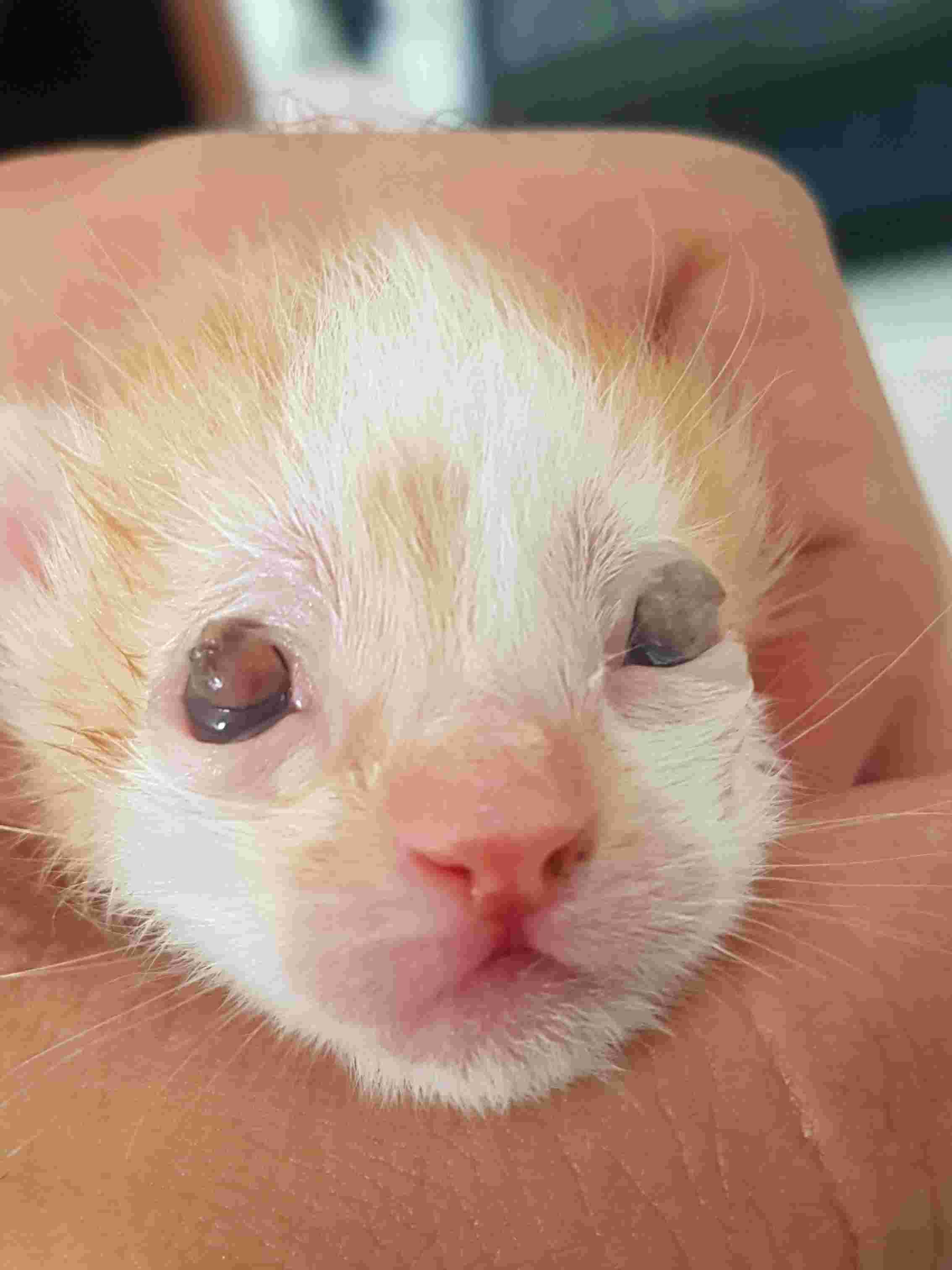 My 1-Week-Old Kitten Has Ruptured Eyes: Get Help Now | Petco