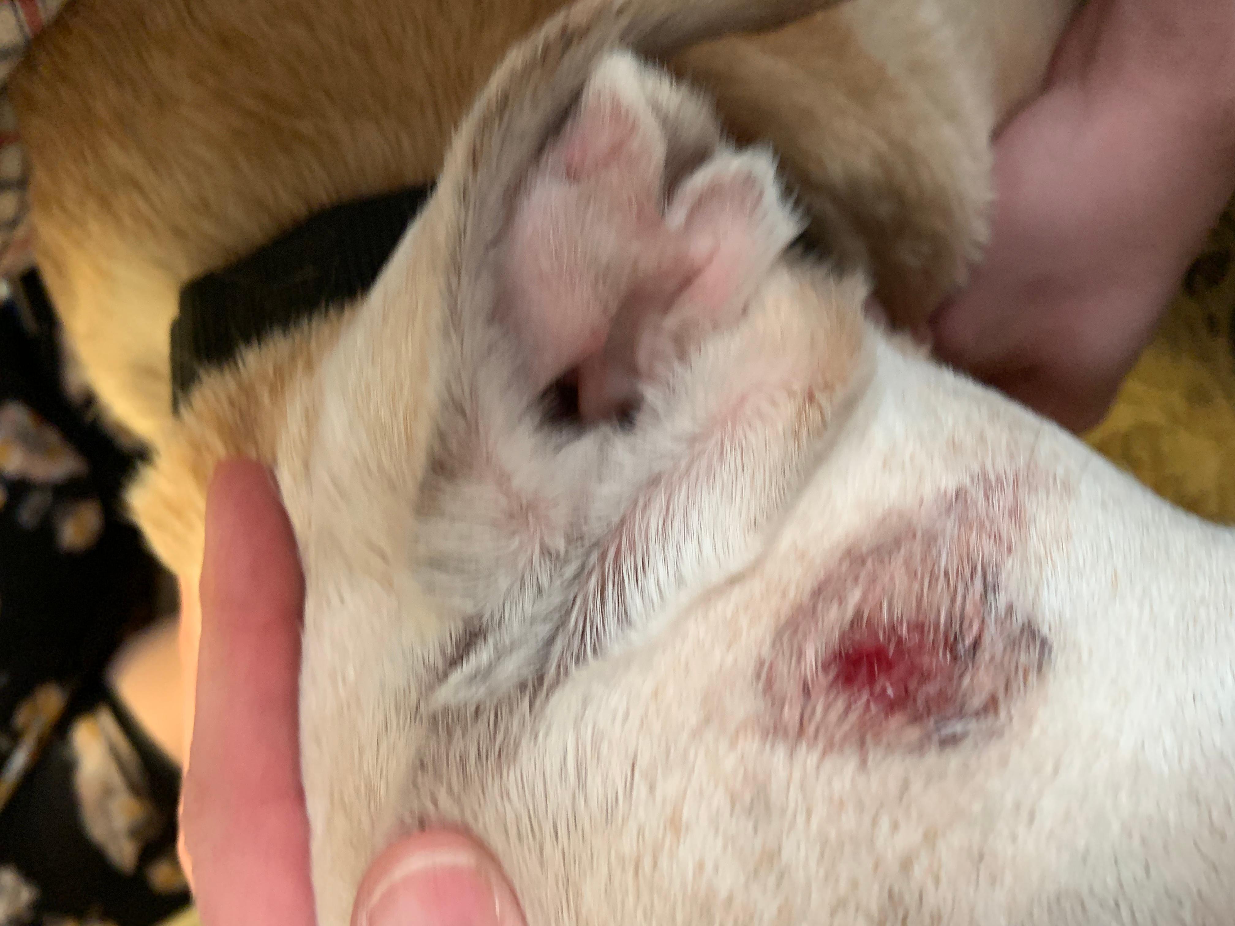 My dog's cut keeps scratching. Could it be allergies or yeast? | Petco