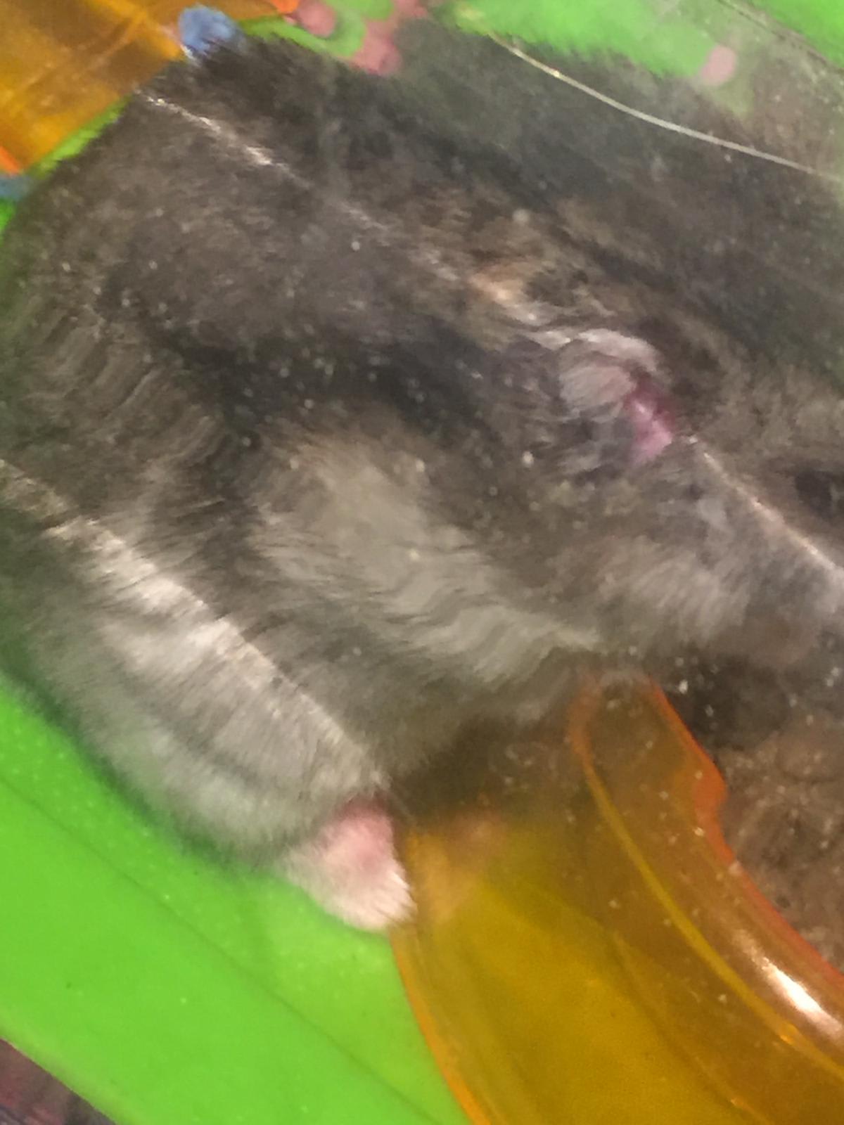 My hamster has a swollen lump on its foot. Is it a wheel injury? | Petco