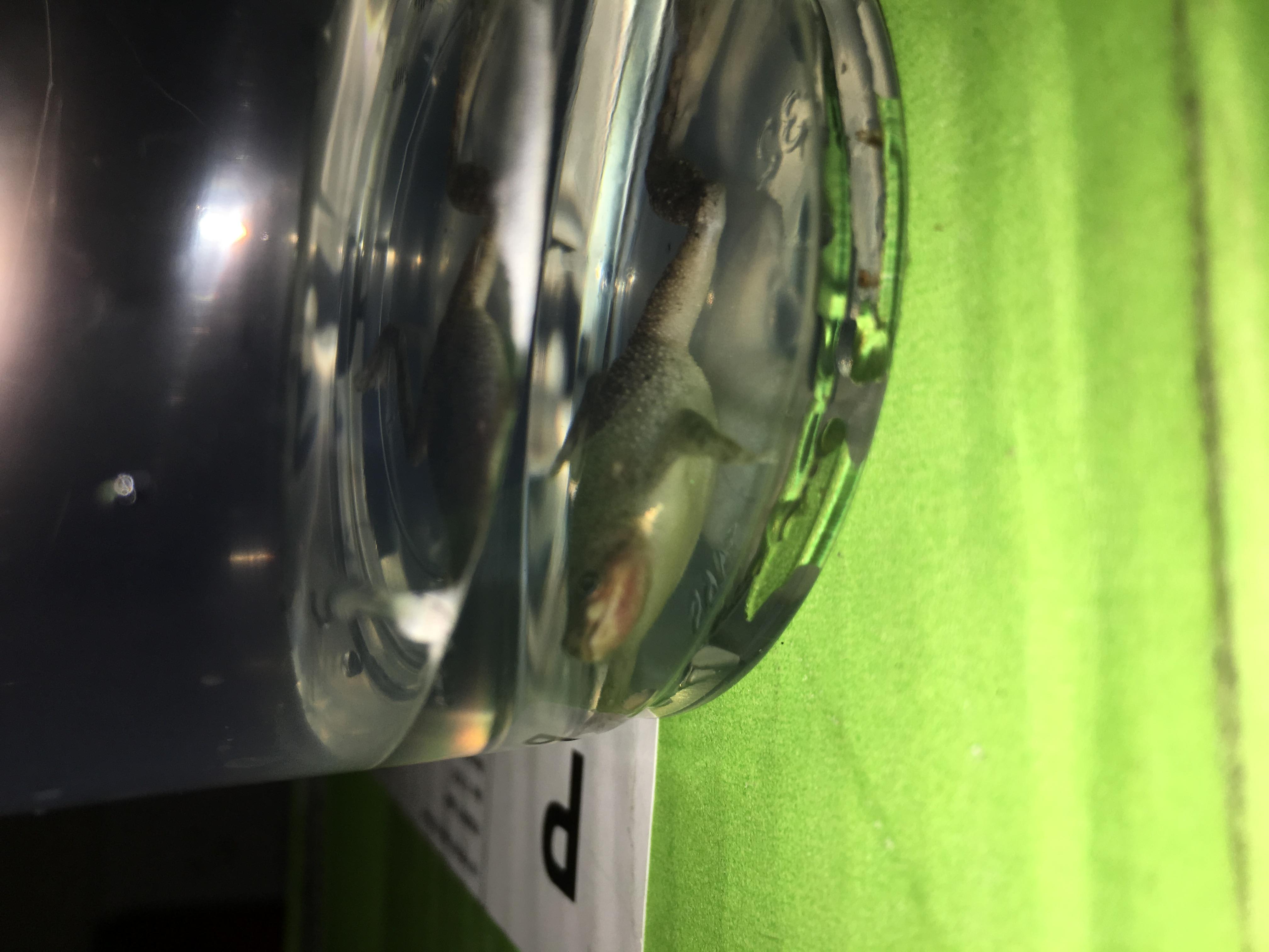 My African Dwarf Frog is Dying: Bloated, Sores, Protect Fish | Petco