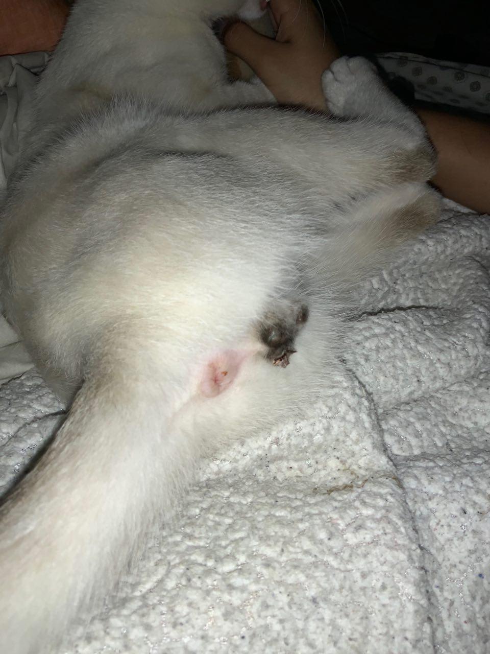 Why Does My Cat's Neuter Incision Look Open After Two Weeks? | Petco