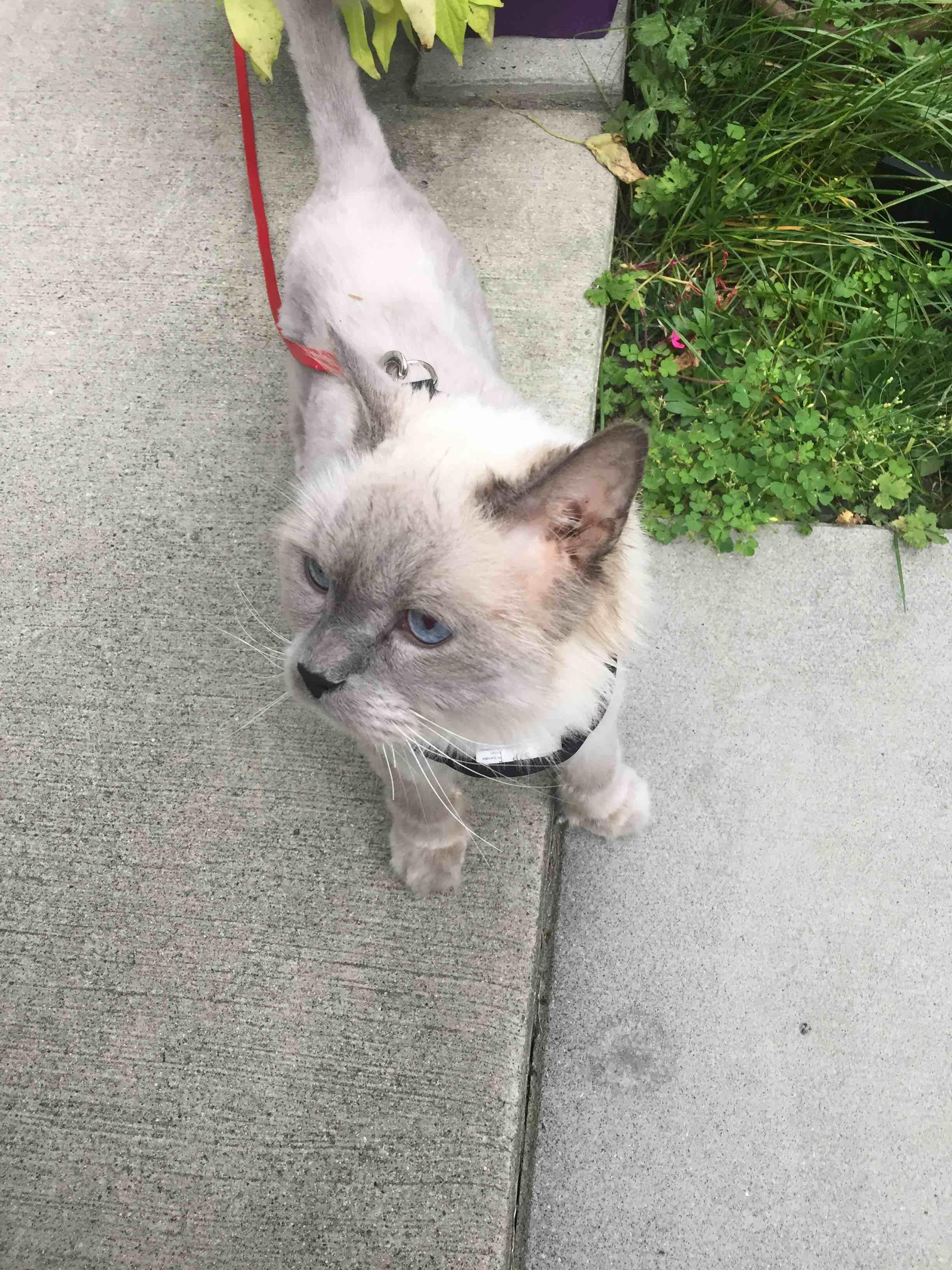 My Cat Has Ear Mites, Revolution Failed. Find OTC Help! | Petco