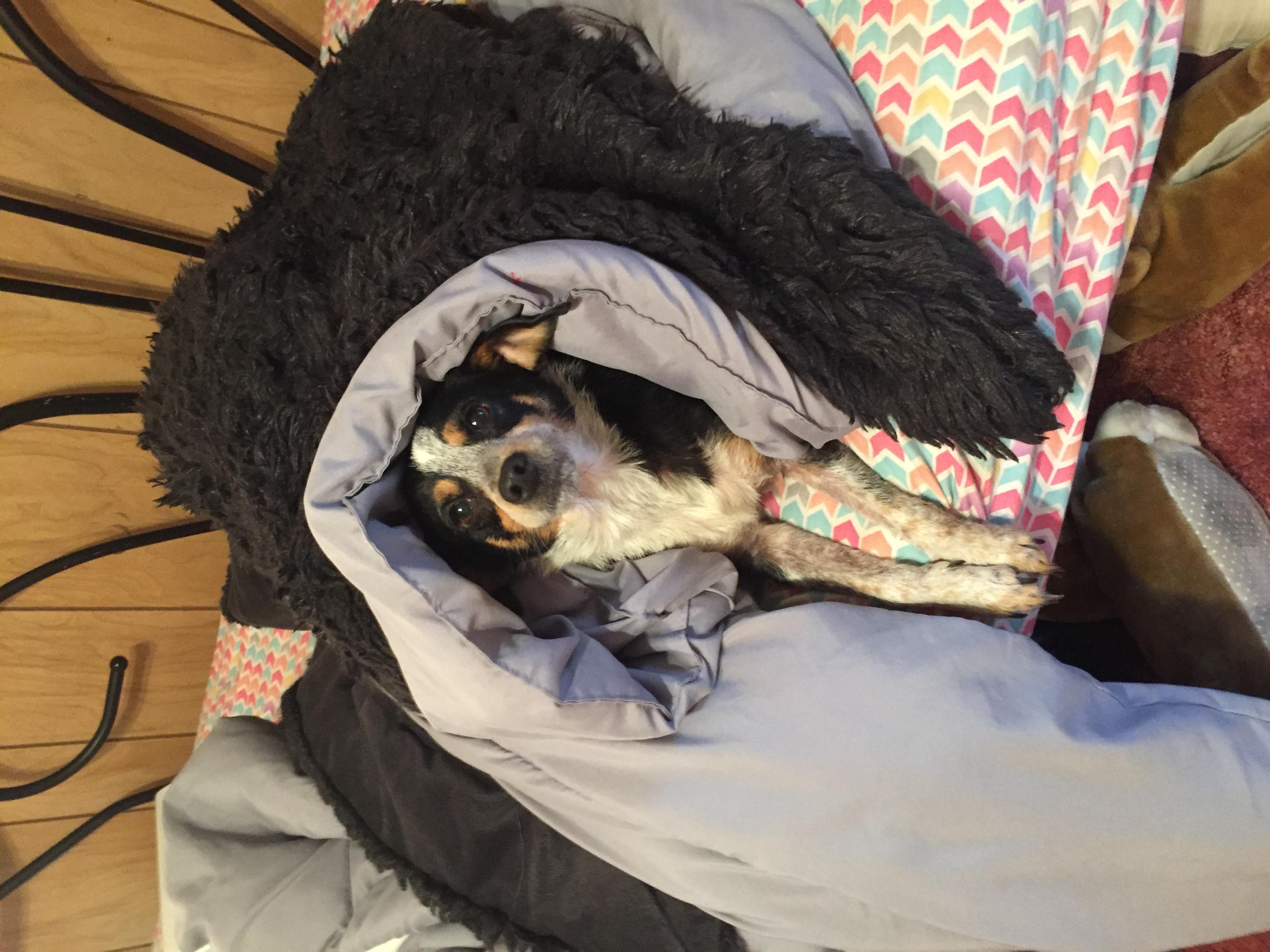 Older Dog Suddenly Vomiting, Aggressive, & in Pain? Get Answers. | Petco