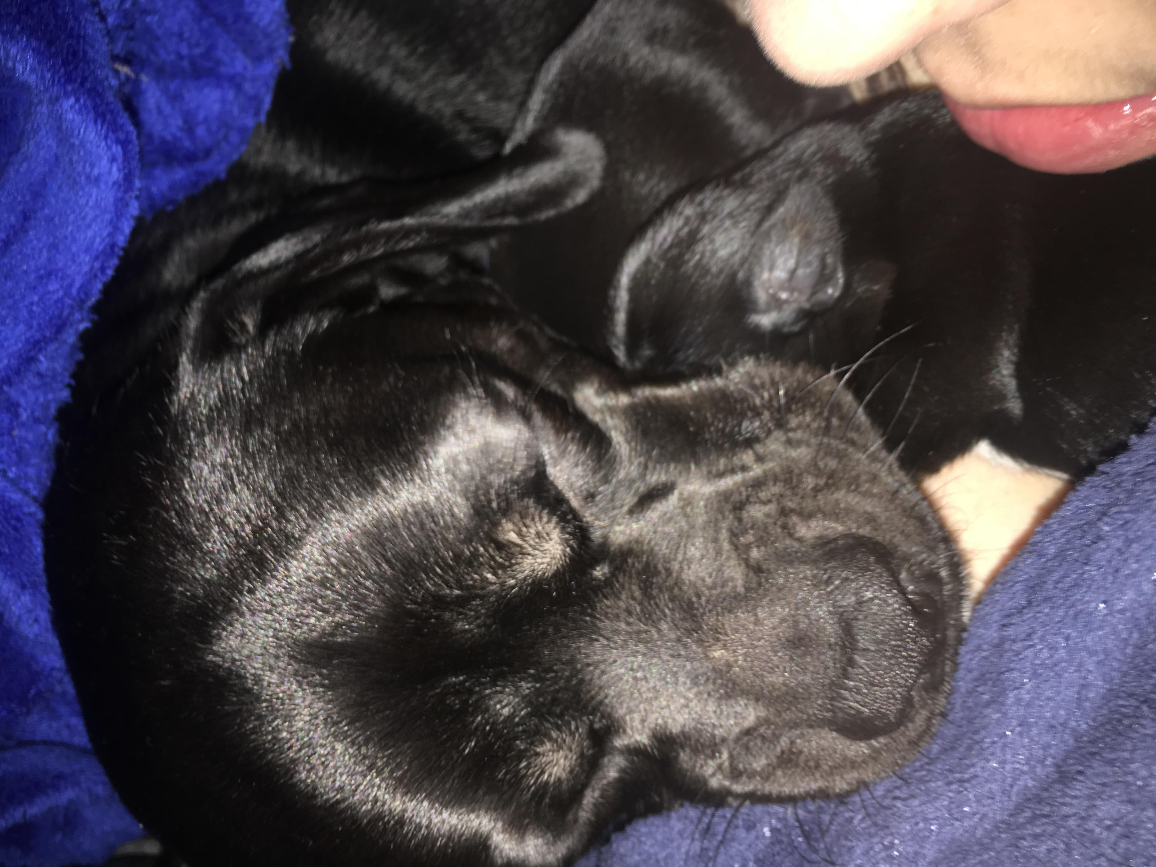 Why is my unaltered dog's testicle swollen, hard, discolored? | Petco