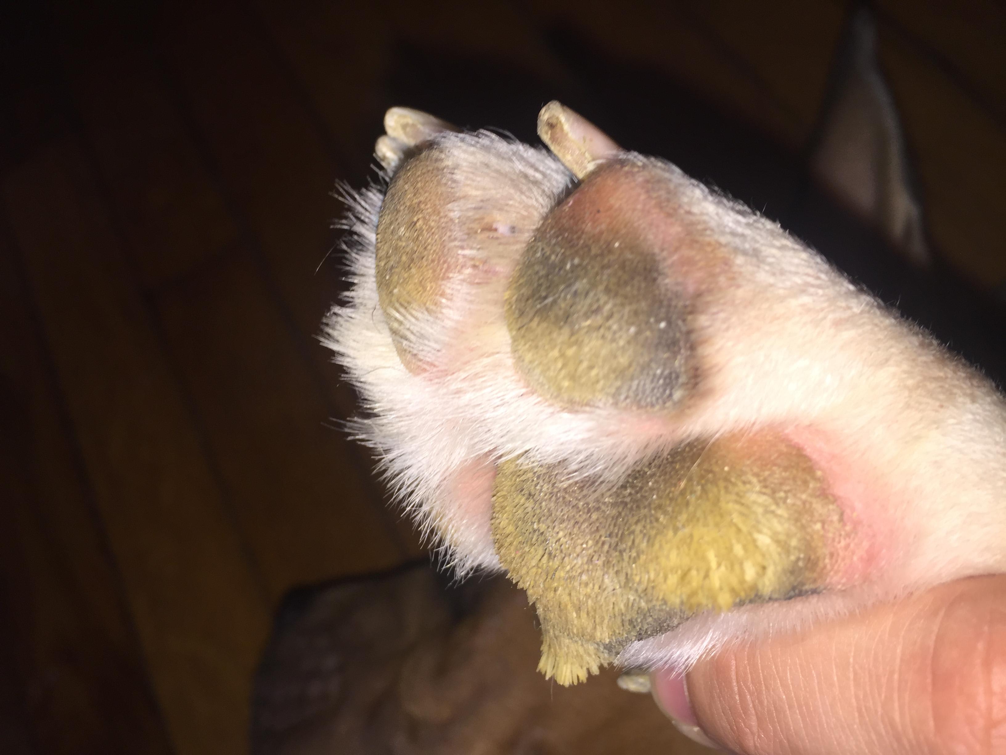 Why Are My Dog's Paw Pads Fraying? Causes & Treatments | Petco