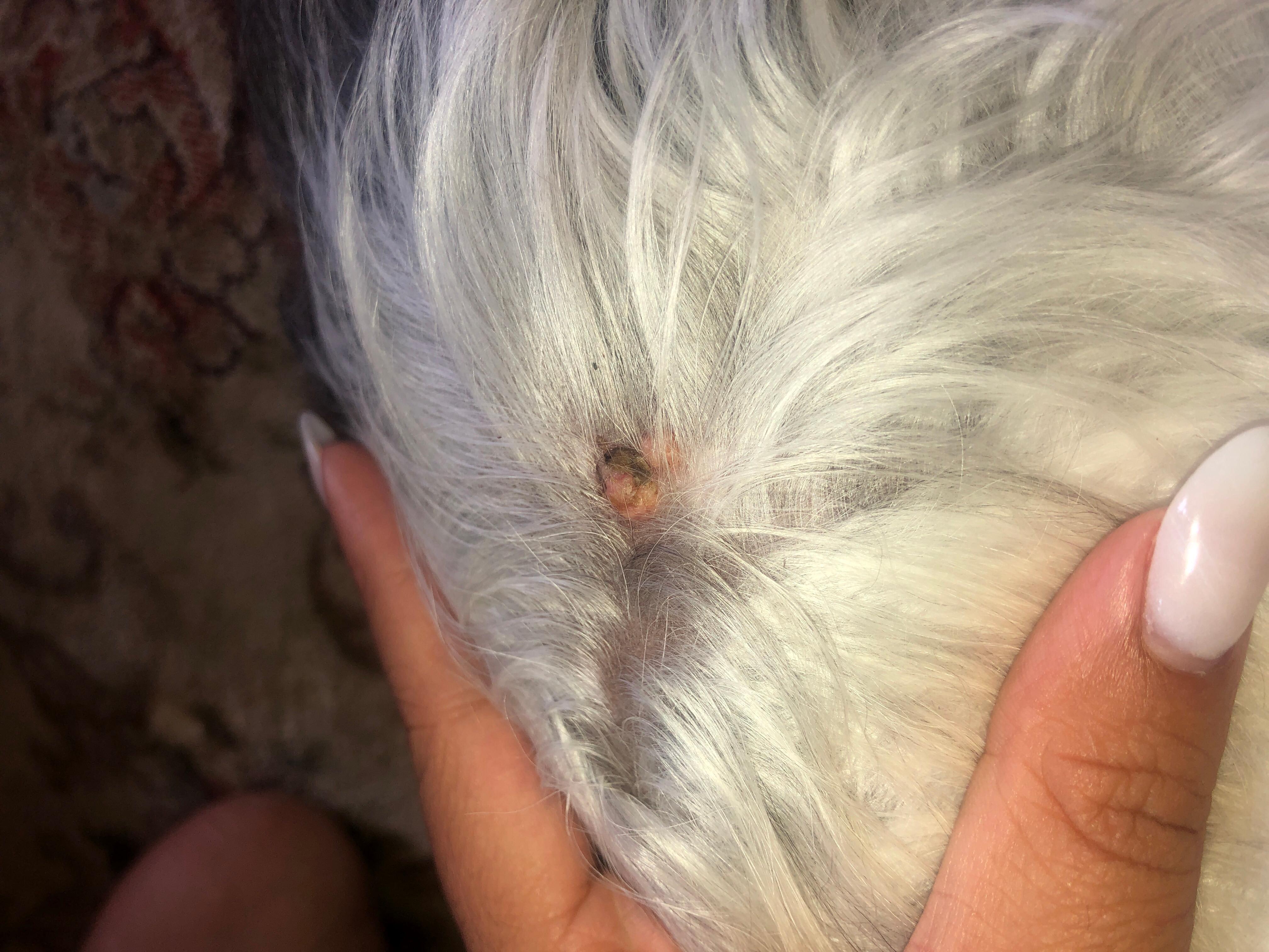 My Small Dog Has Recurring Skin Lumps That Burst. Is It Serious? | Petco