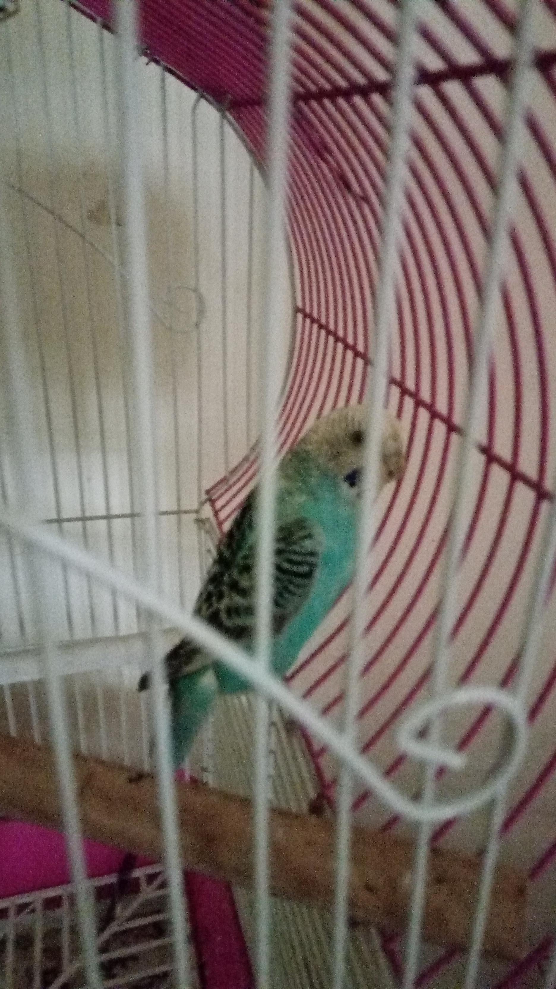 Why Is My Budgie Laying Too Many Eggs & Her Vent Swollen? | Petco