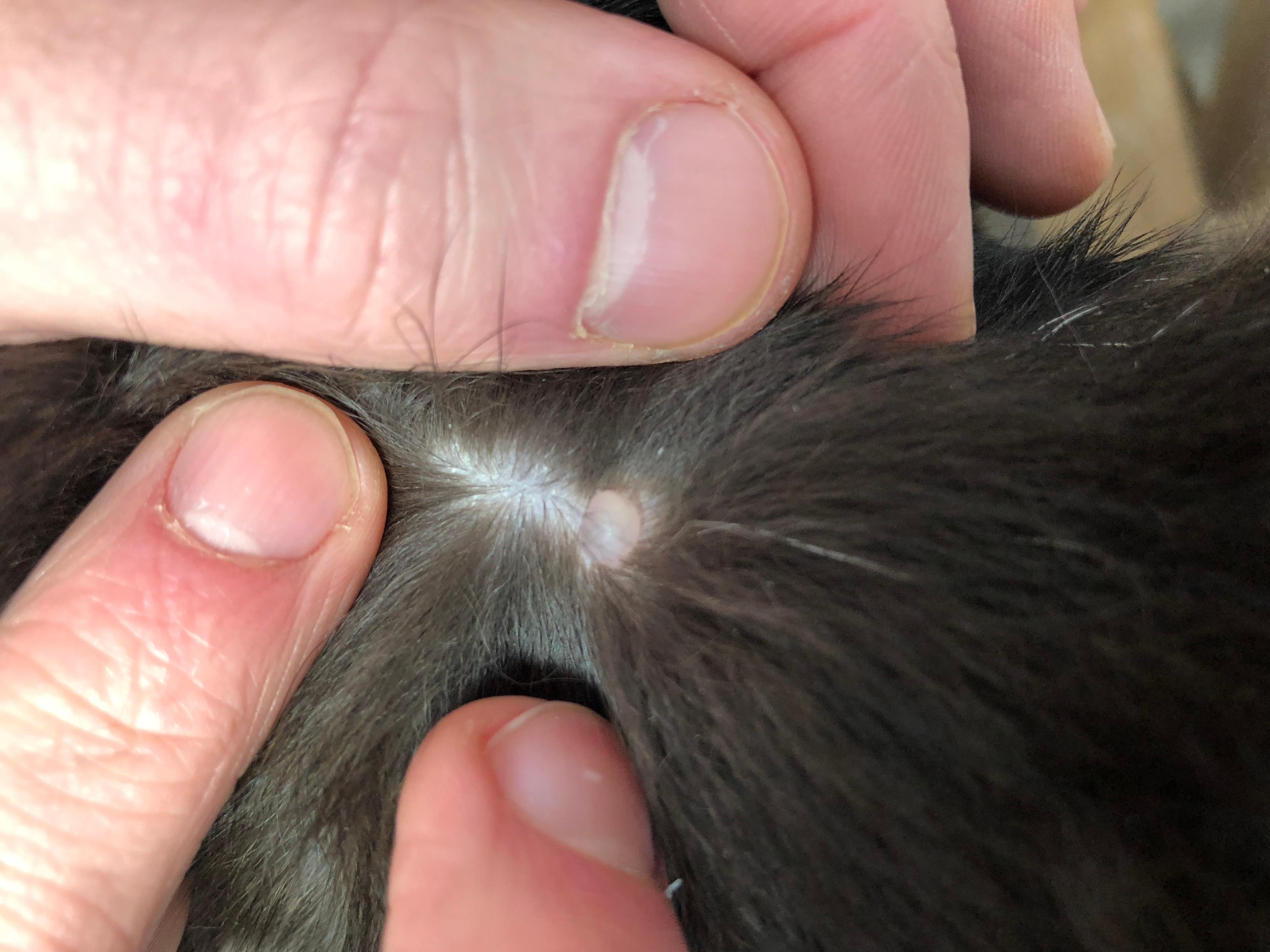 My Dog Has a Clear Back Bump? Is It a Cyst? How to Treat? | Petco