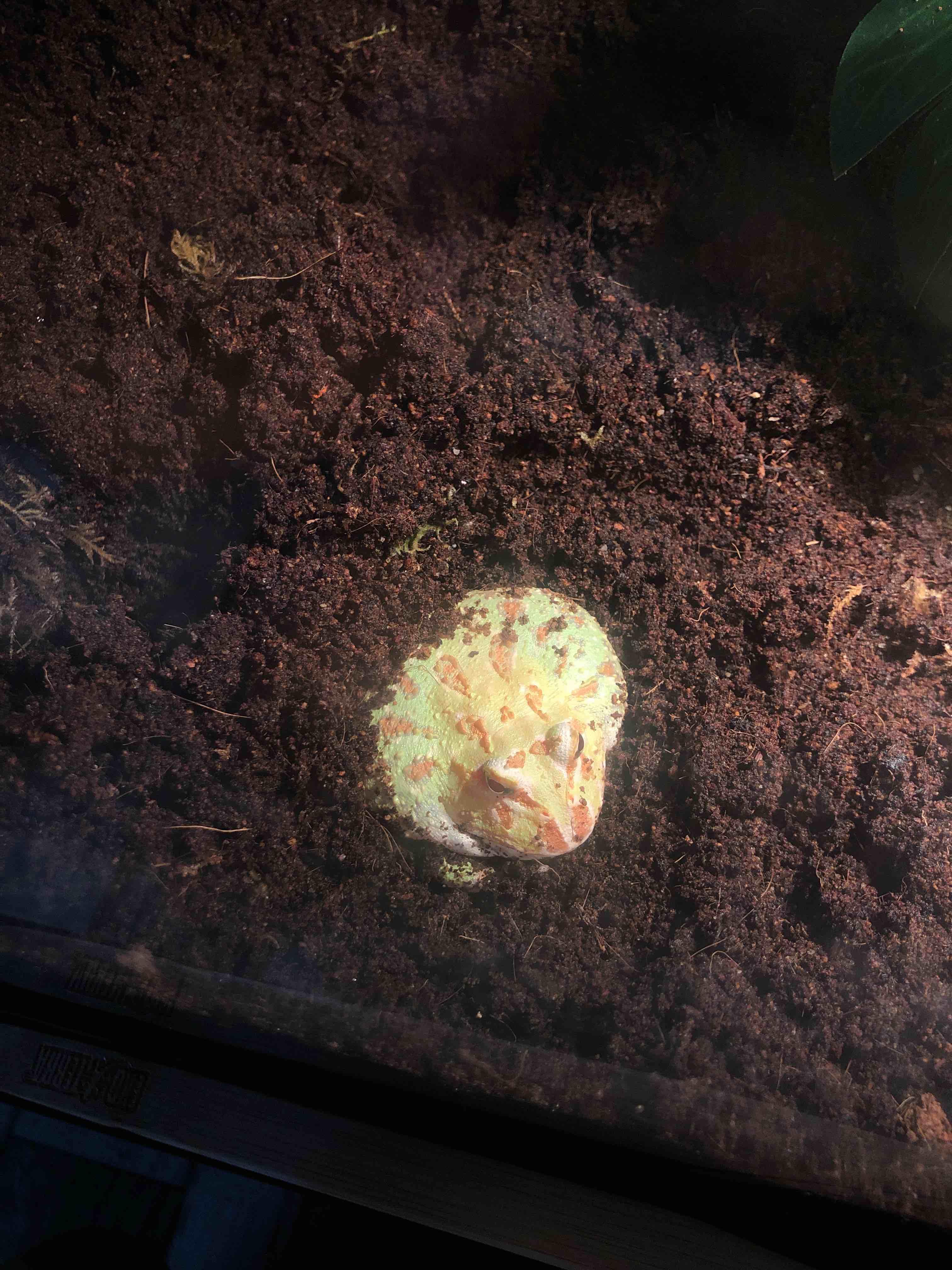 Is Your Pac-Man Frog Healthy? What Does a Normal One Look Like? | Petco