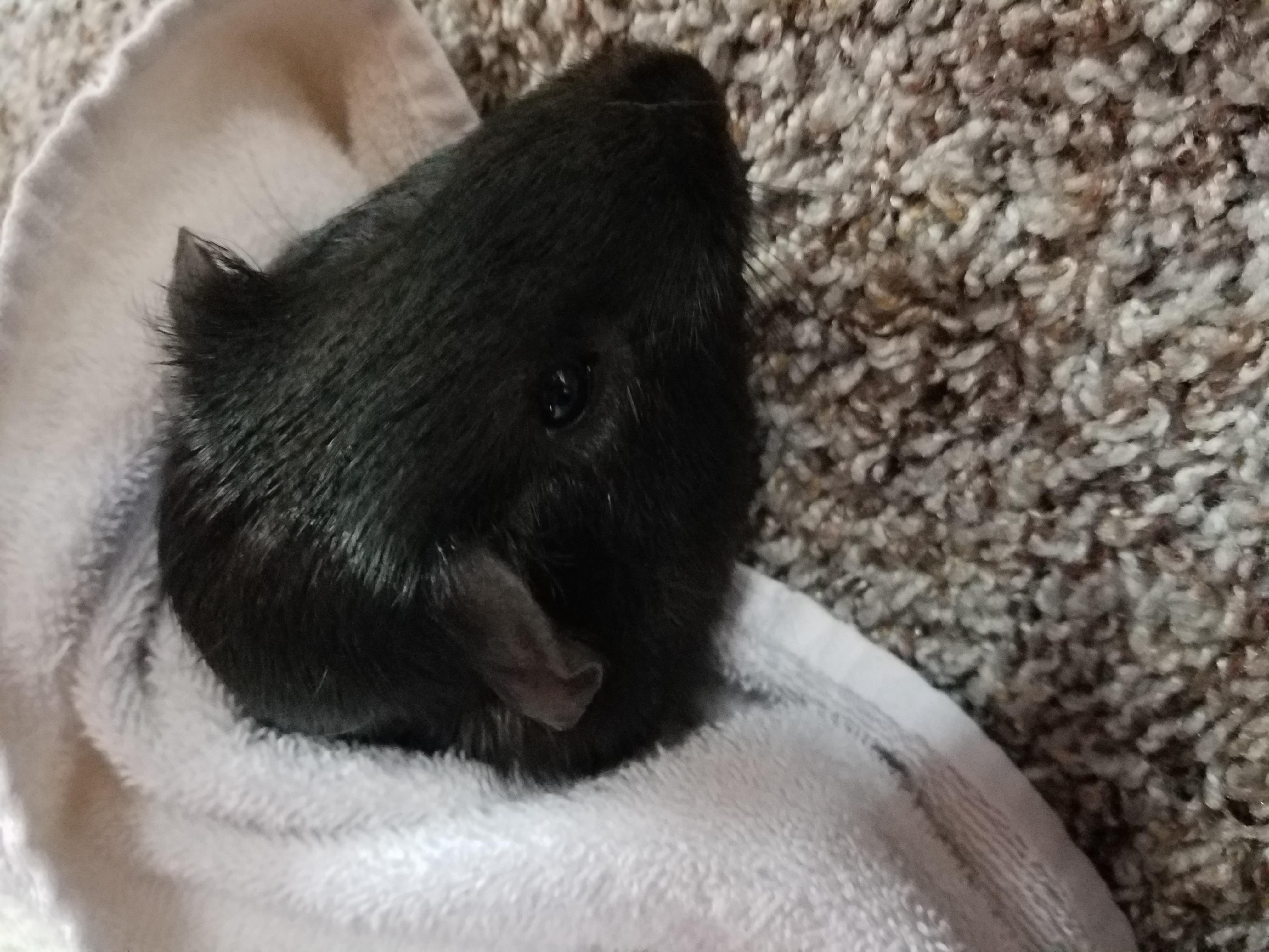 My guinea pig has white snot and a clogged nose. What should I do? | Petco